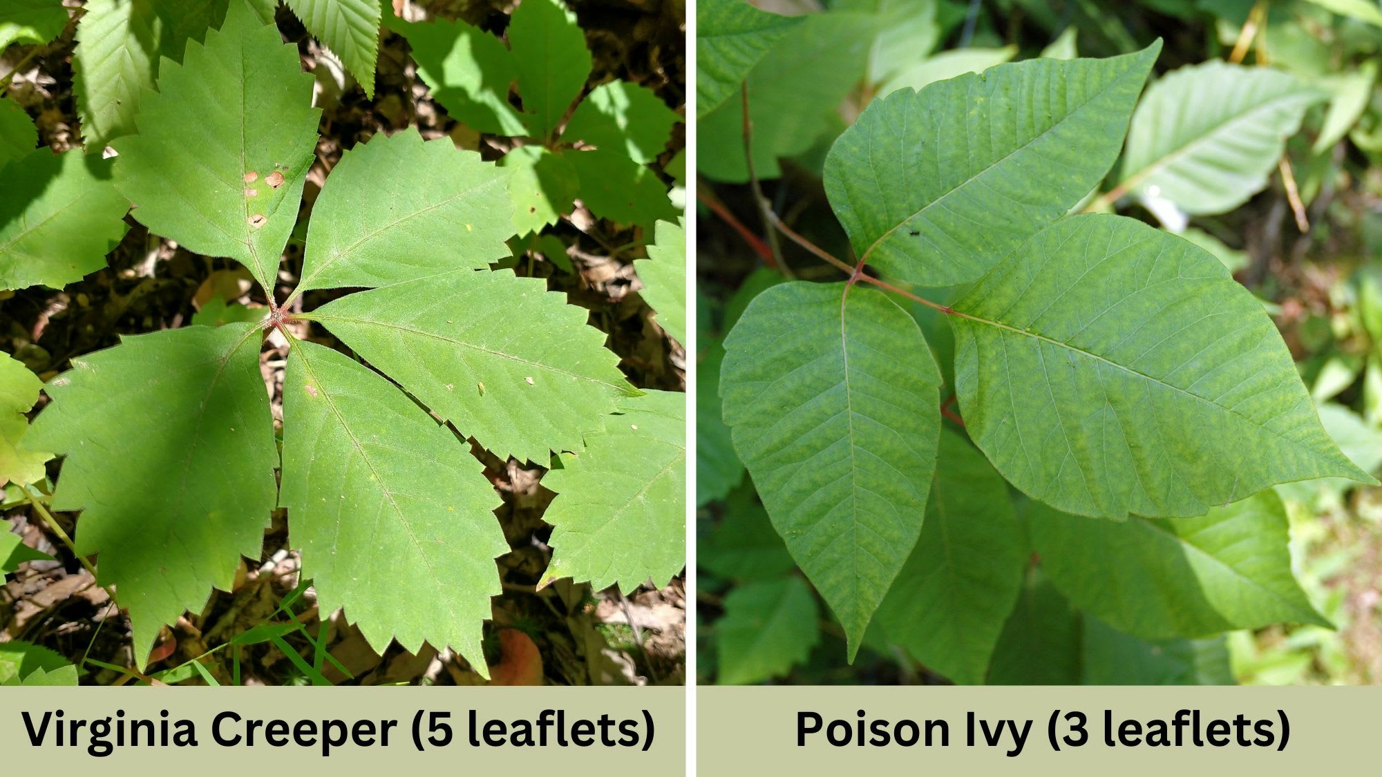 Beware of Planting Virginia Creeper: Vine Growth & Poison Facts - Dengarden