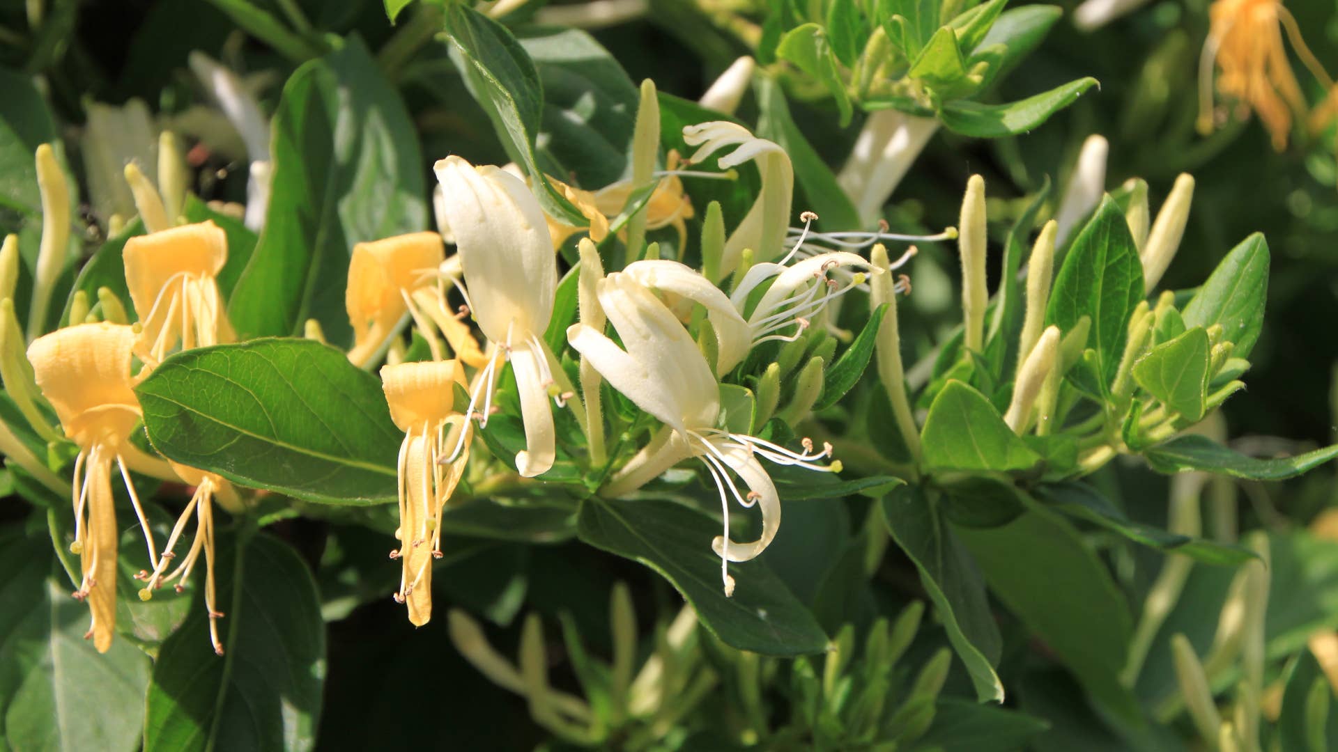 Flowering Vines: 10 Easiest Climbing Plants to Grow - Dengarden