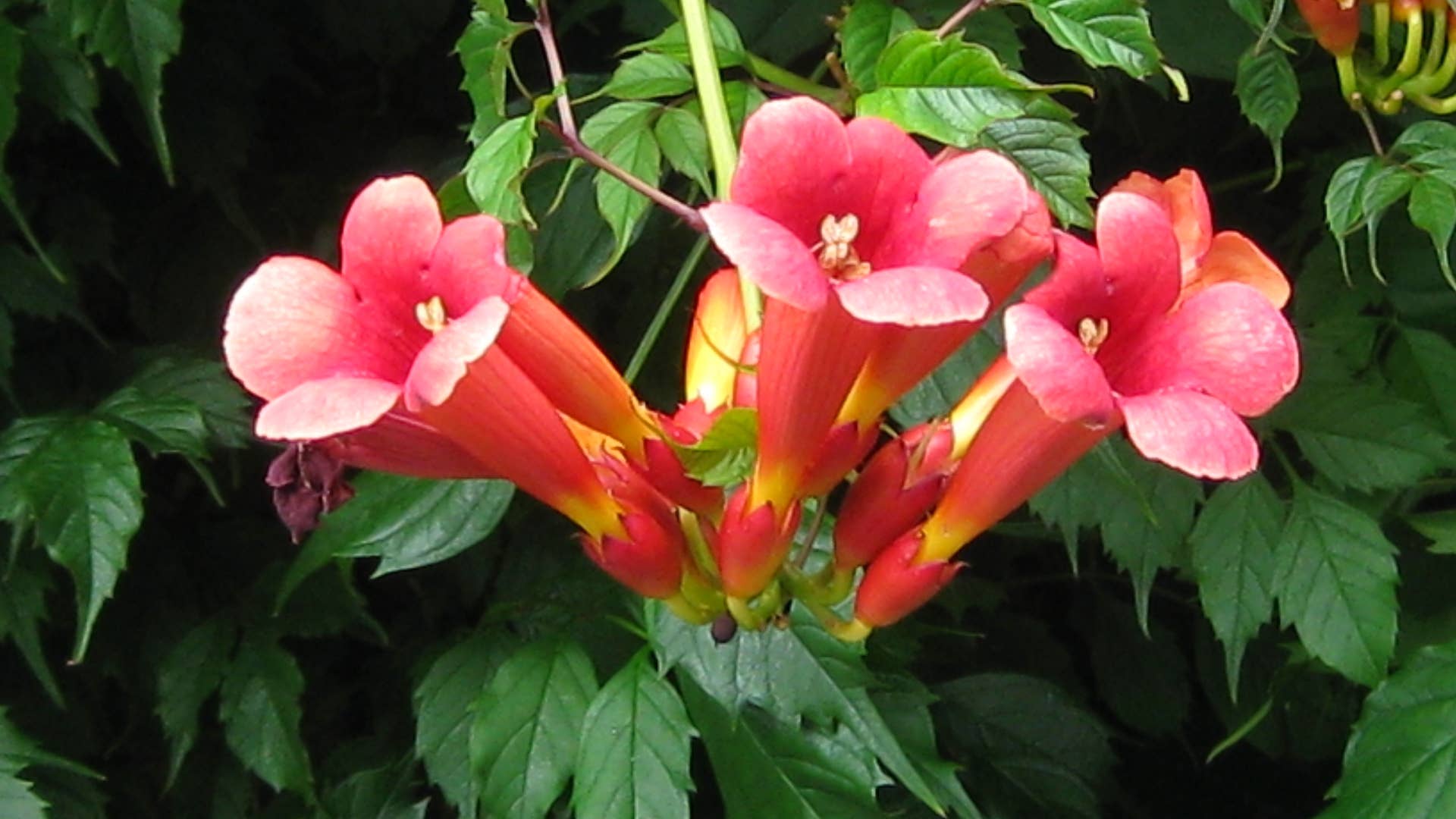 Flowering Vines: 10 Easiest Climbing Plants to Grow - Dengarden