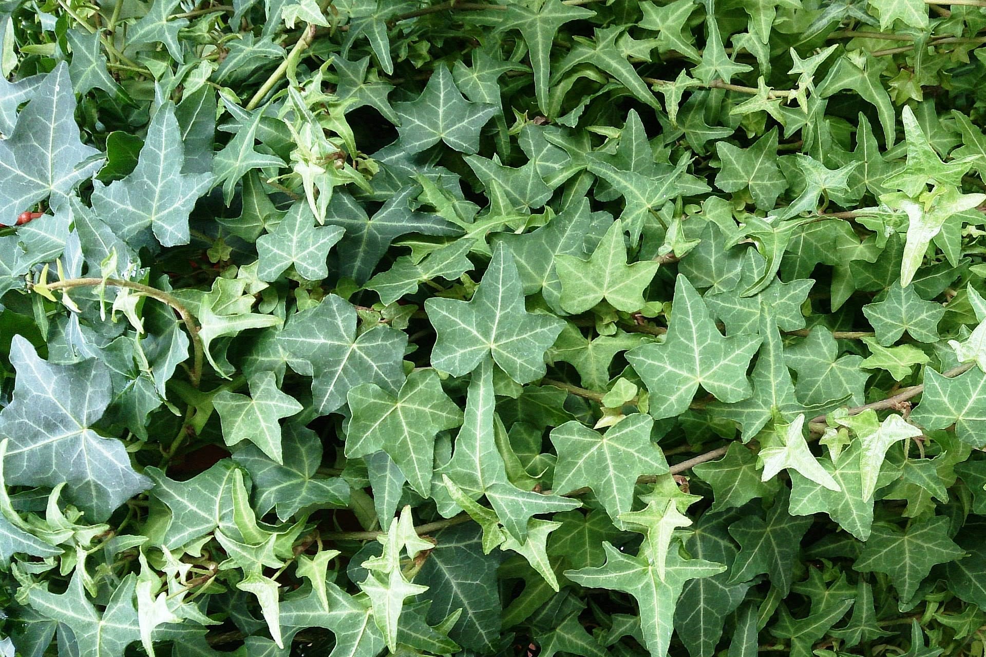 11 Invasive Plants People Regret Putting in Their Gardens - Dengarden