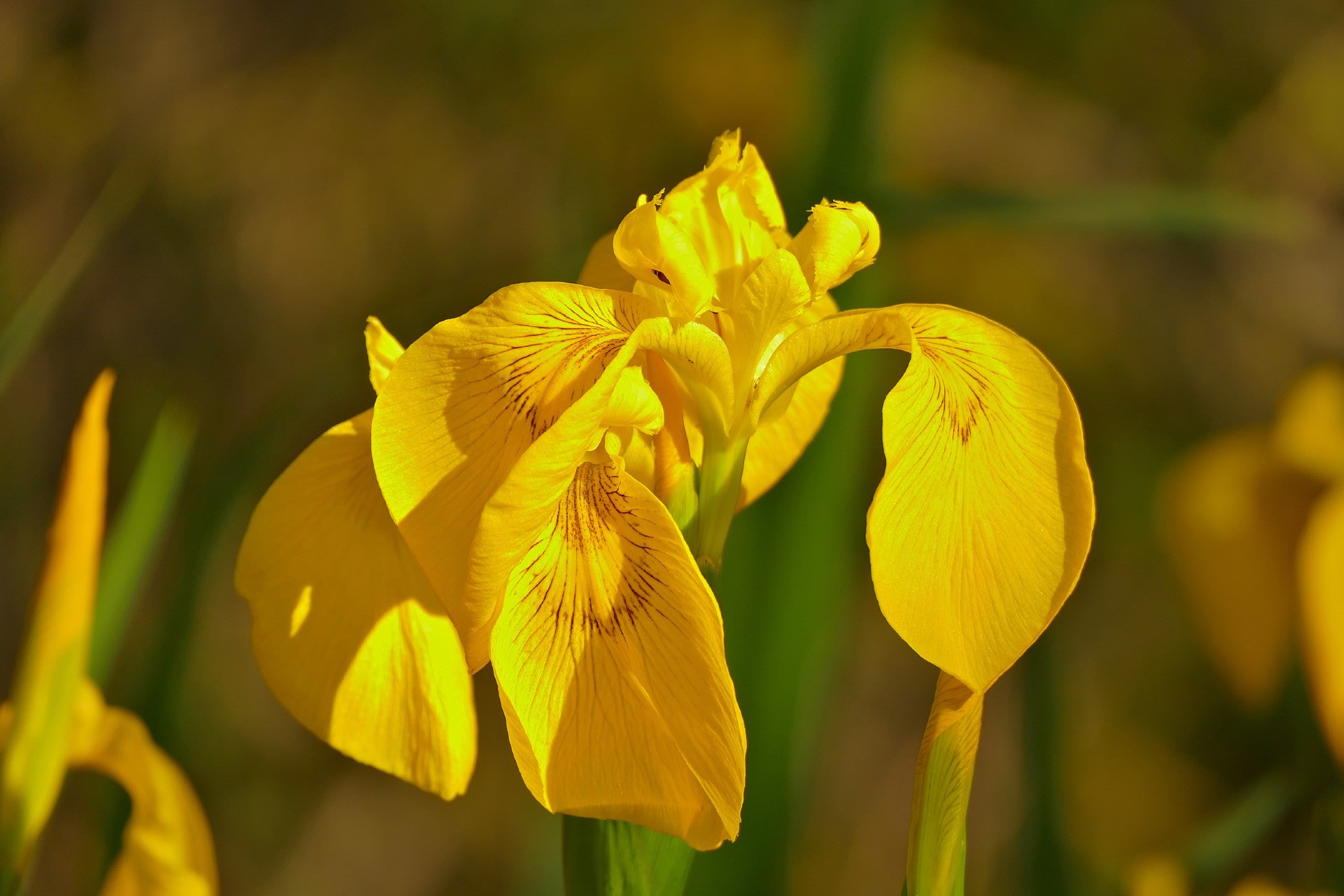 11 Invasive Plants People Regret Putting in Their Gardens - Dengarden