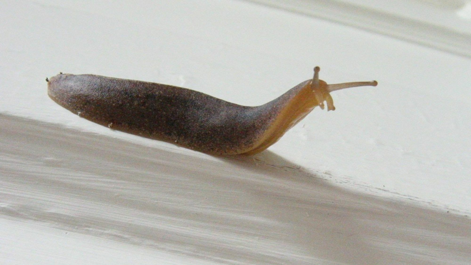6 Ways to Get Rid of Slugs in Your House - Dengarden