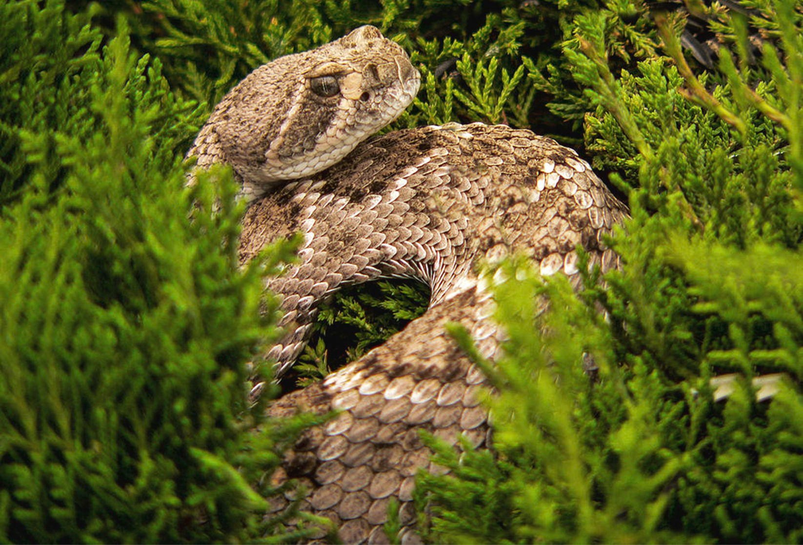 11 Plants That Attract Snakes - Dengarden