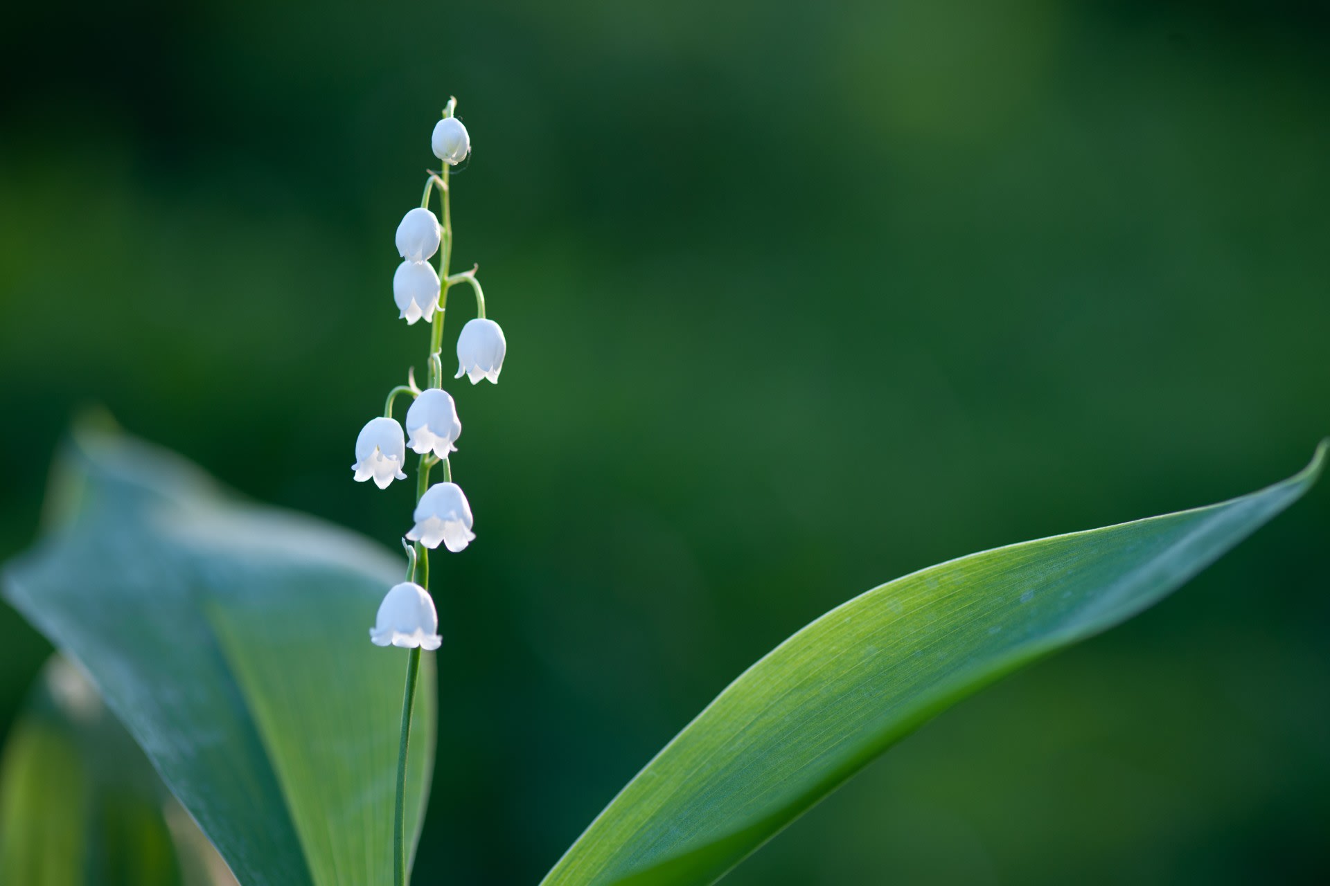 15 Shade Flowers That Are Super Easy to Grow - Dengarden