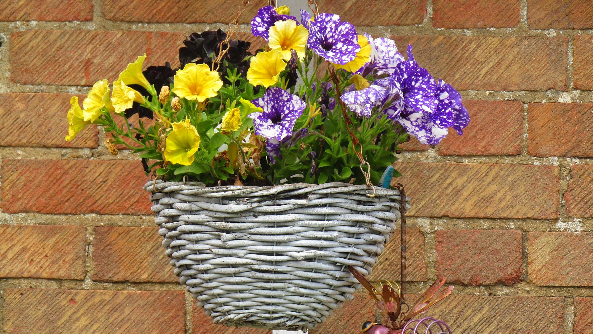 Hanging Basket Flowers: Types, Care, and Photos - Dengarden