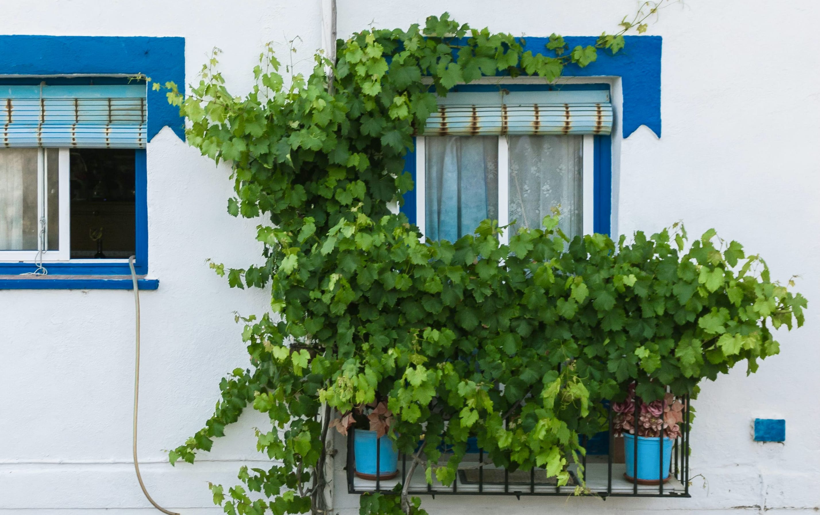 How to Grow a Hanging Garden From Your Balcony Railing - Dengarden