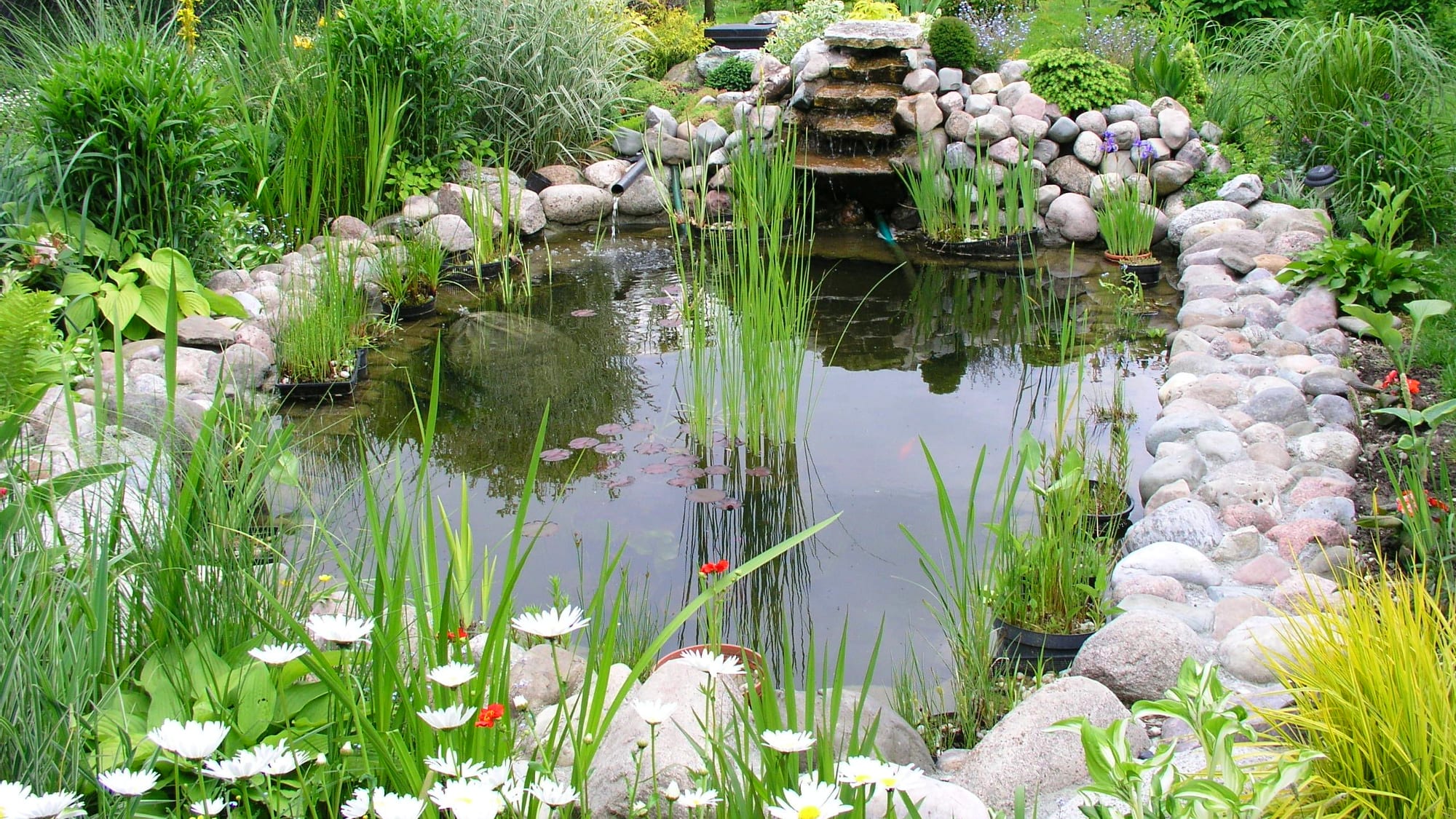 How to Grow Aquatic Flowers in Your Pond or Water Garden - Dengarden