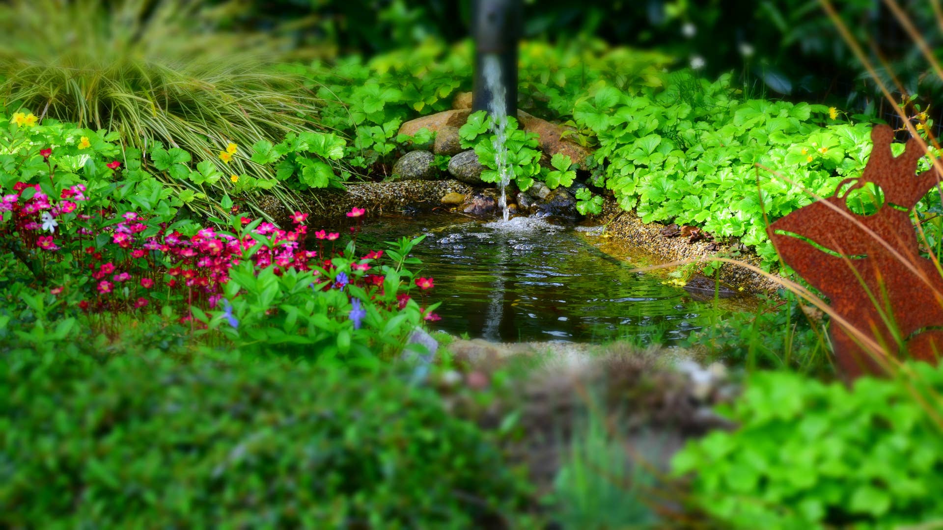 How to Grow Aquatic Flowers in Your Pond or Water Garden - Dengarden