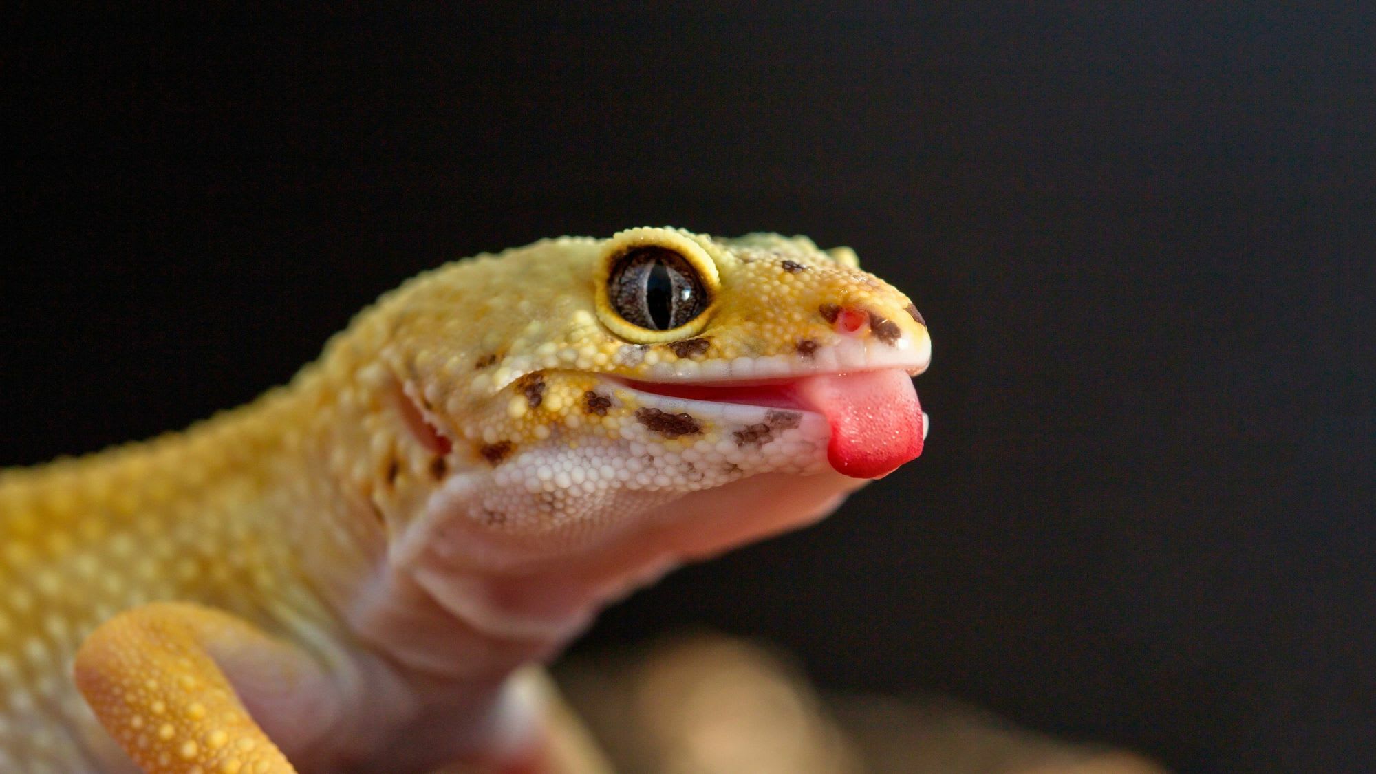 Homemade Gecko Repellant: A Natural Way to Repel Gecko Lizards - Dengarden