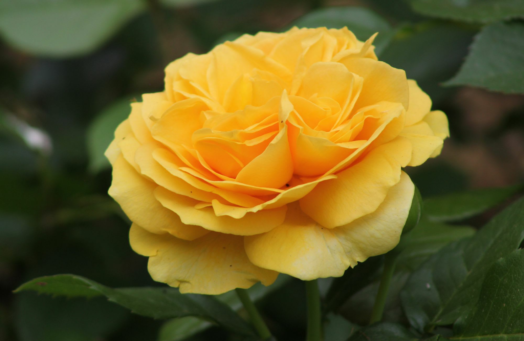 100 Different Types of Roses - Dengarden