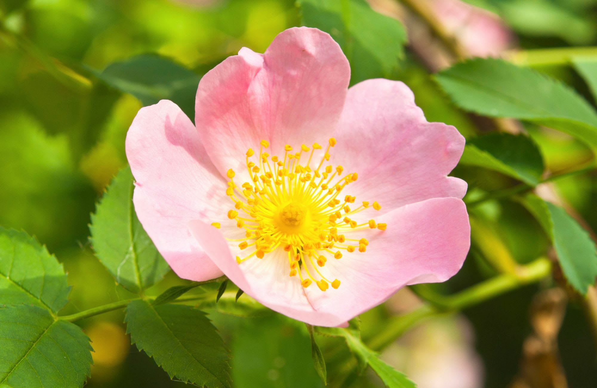 pink rose description