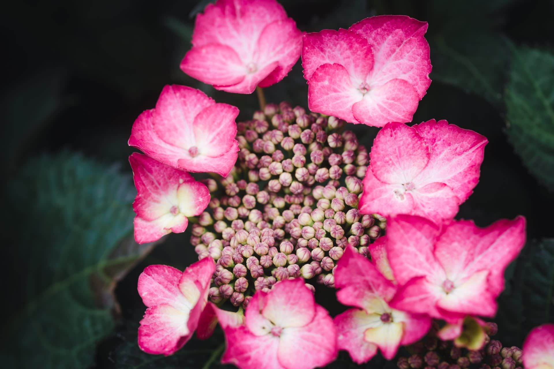 12 Beautiful but Dangerous Plants Gardeners Should Always Avoid - Dengarden