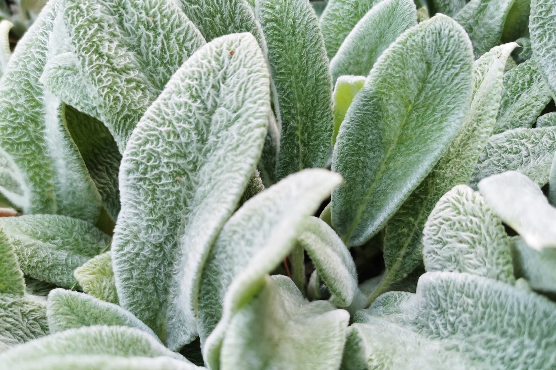 8 Plants to Help Keep Any Garden Weed-Free - Dengarden