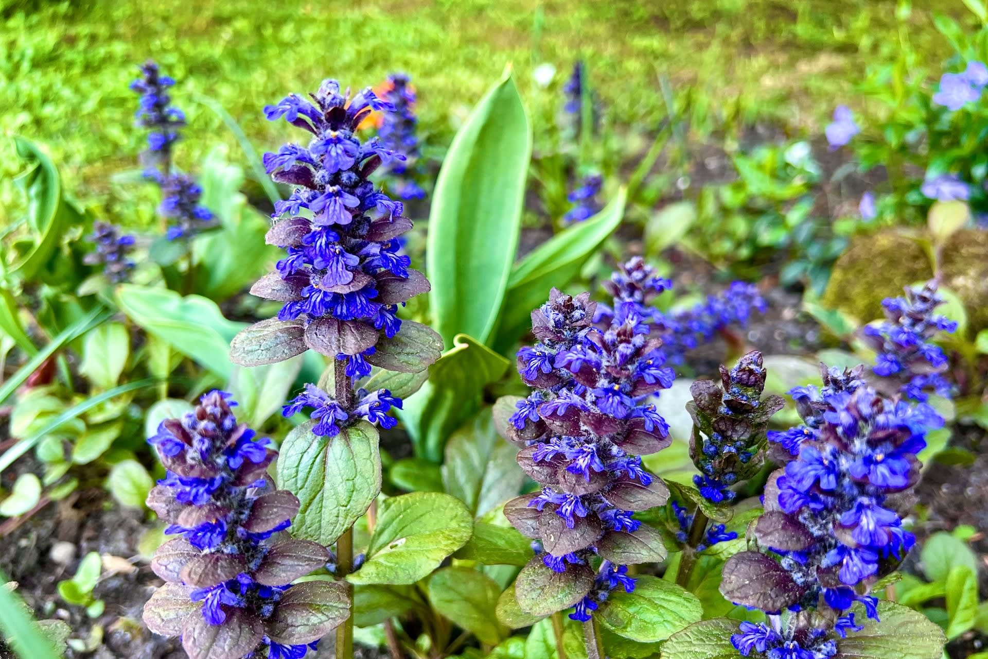 8 Plants to Help Keep Any Garden Weed-Free - Dengarden