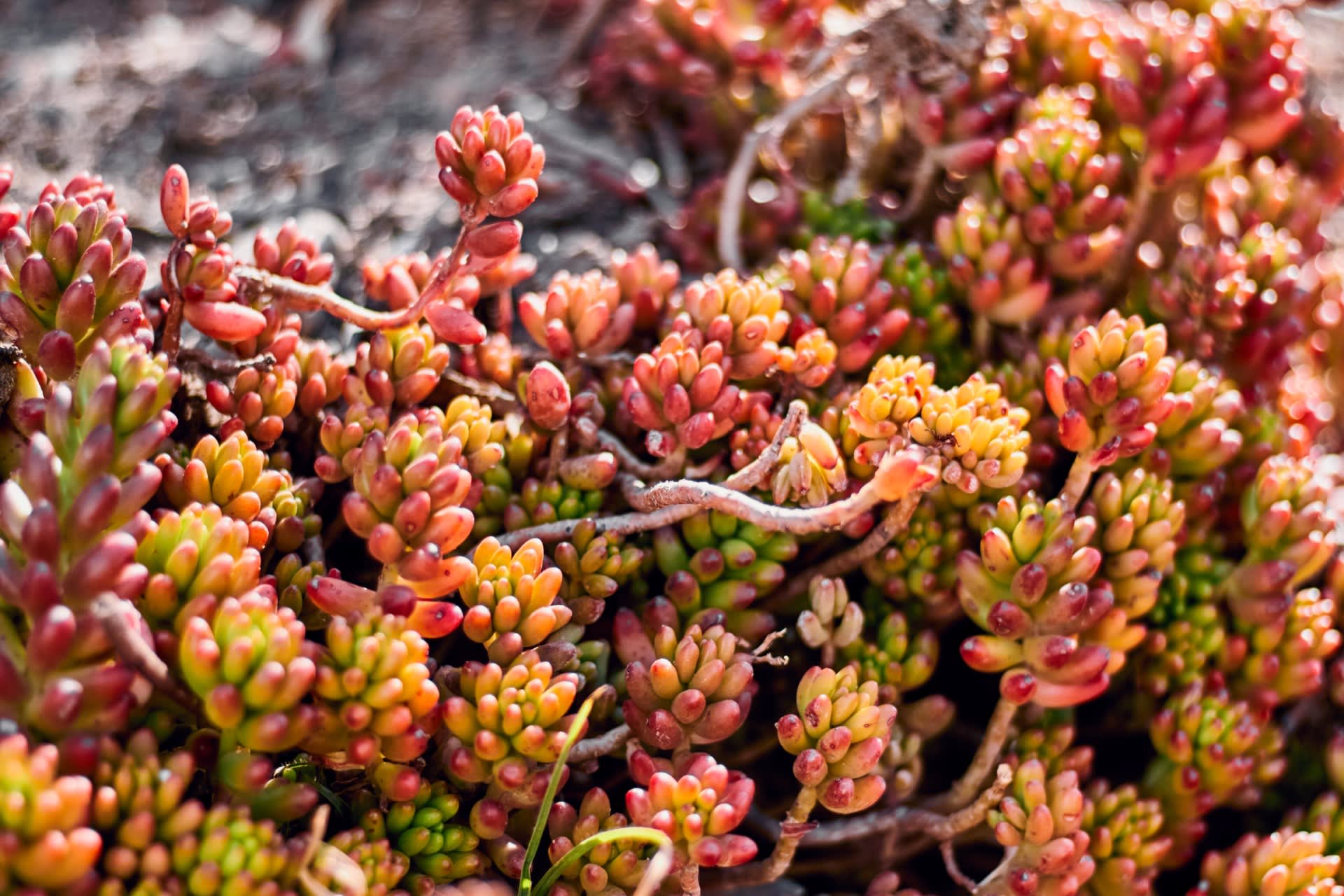 8 Plants to Help Keep Any Garden Weed-Free - Dengarden