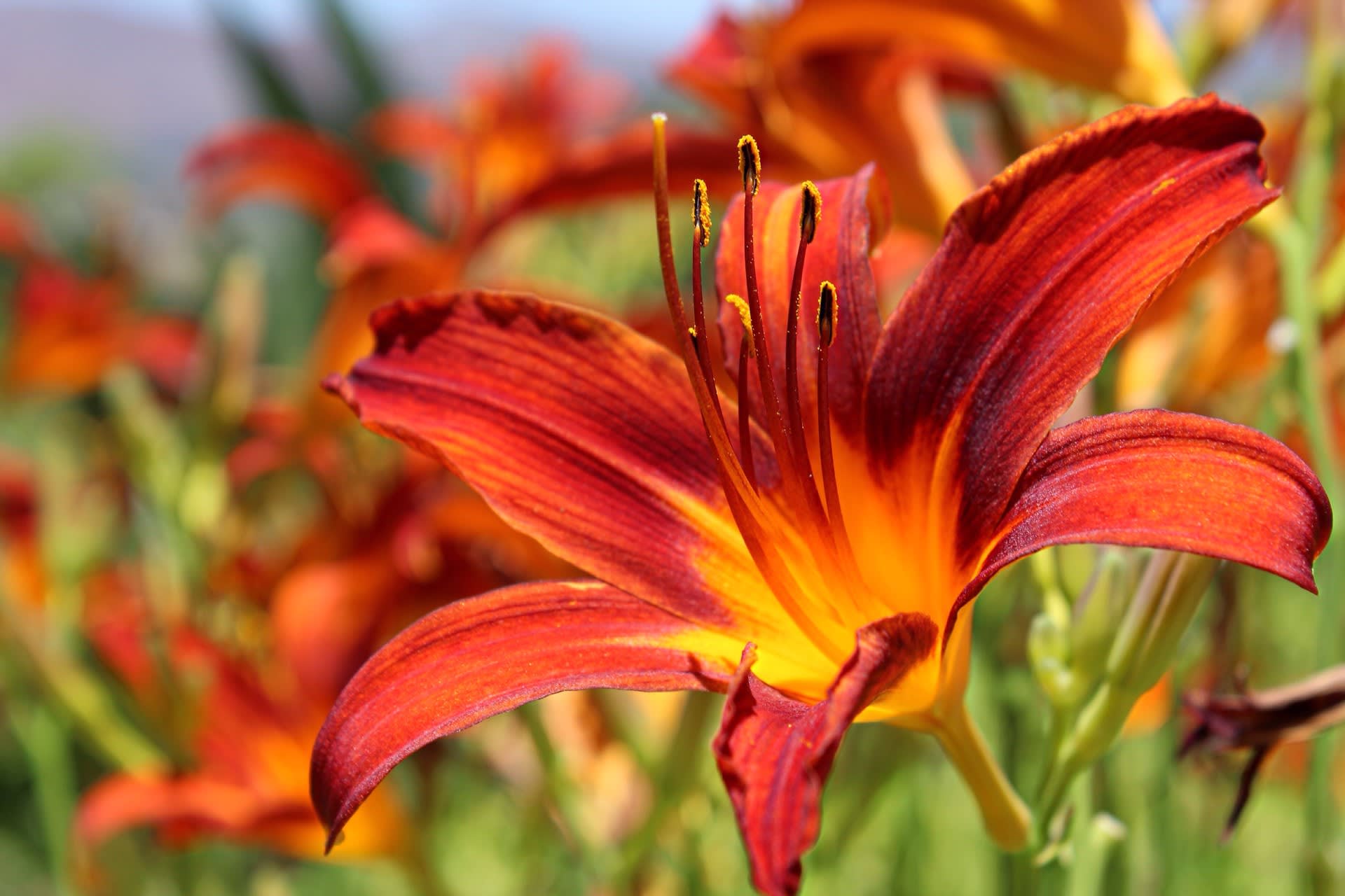 8 Plants to Help Keep Any Garden Weed-Free - Dengarden