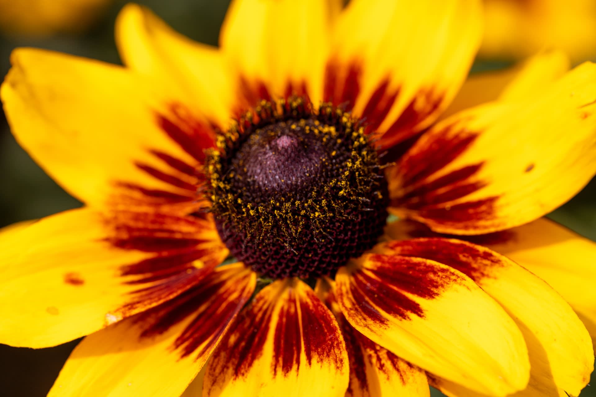 8 Plants to Help Keep Any Garden Weed-Free - Dengarden