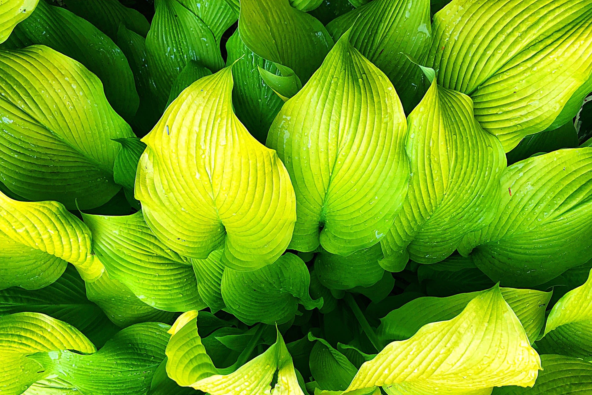 8 Plants to Help Keep Any Garden Weed-Free - Dengarden