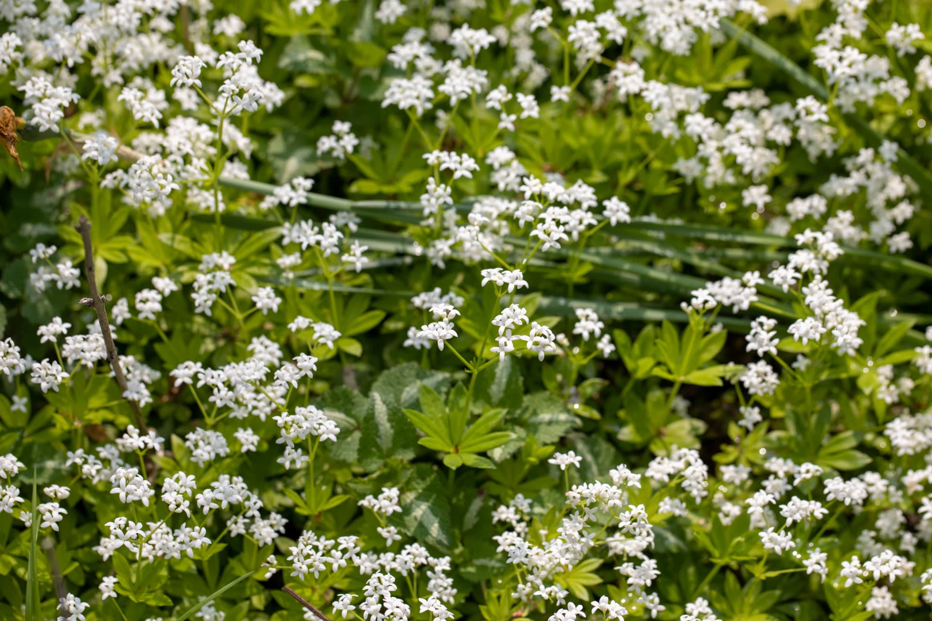 8 Plants to Help Keep Any Garden Weed-Free - Dengarden