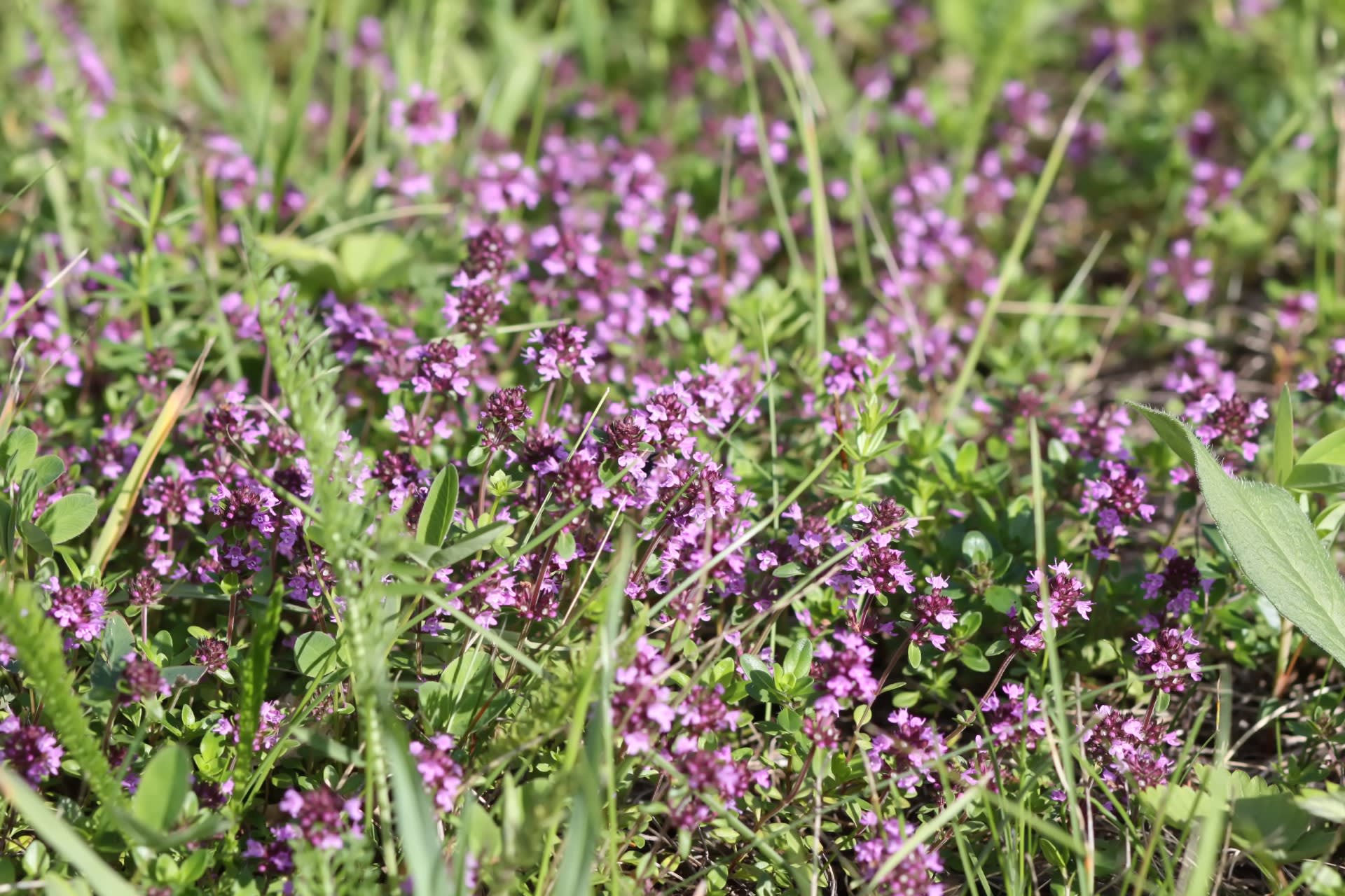 8 Plants to Help Keep Any Garden Weed-Free - Dengarden