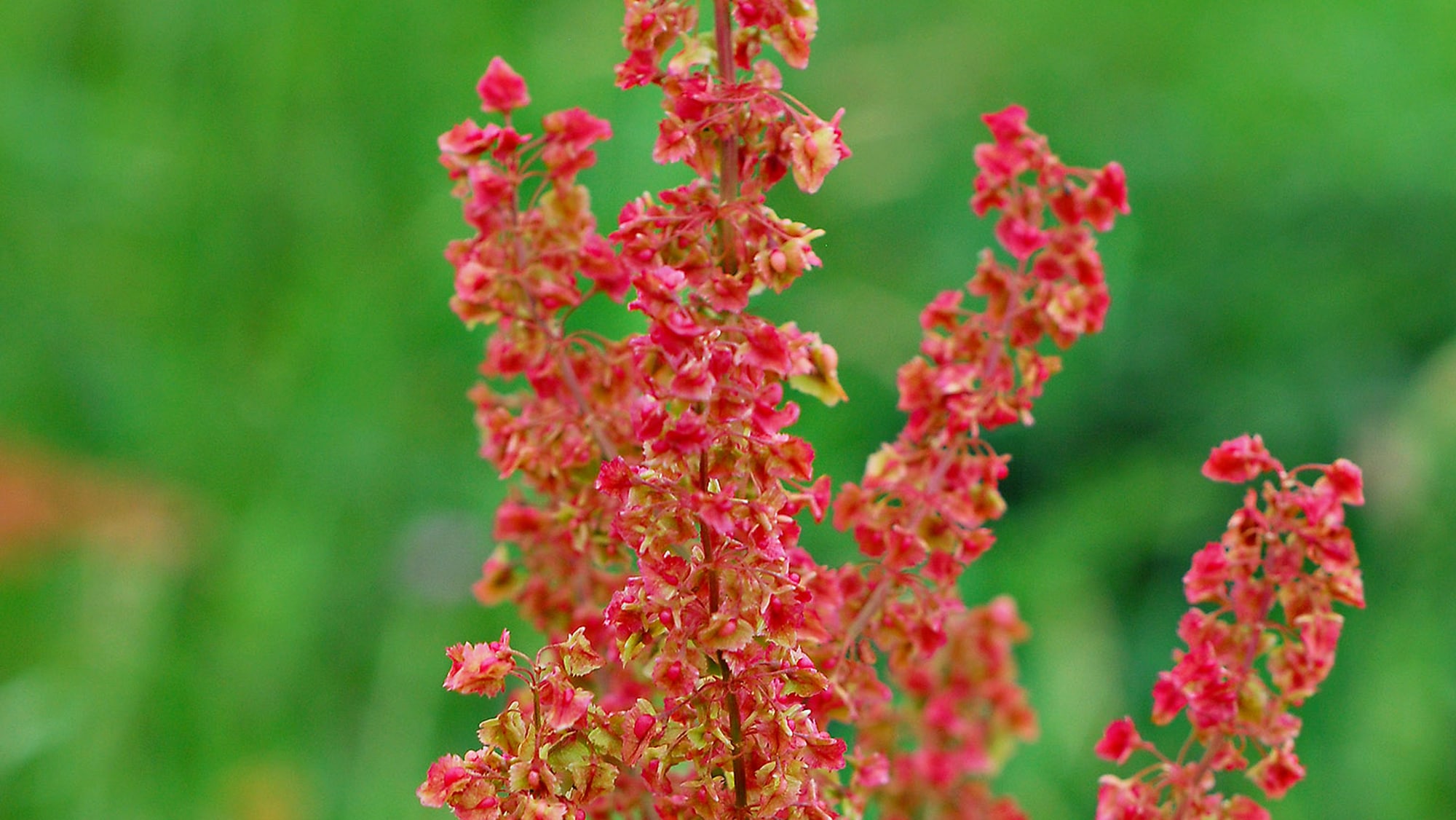 10 Wind-Pollinated Flowers With Planting Tips and Photos - Dengarden