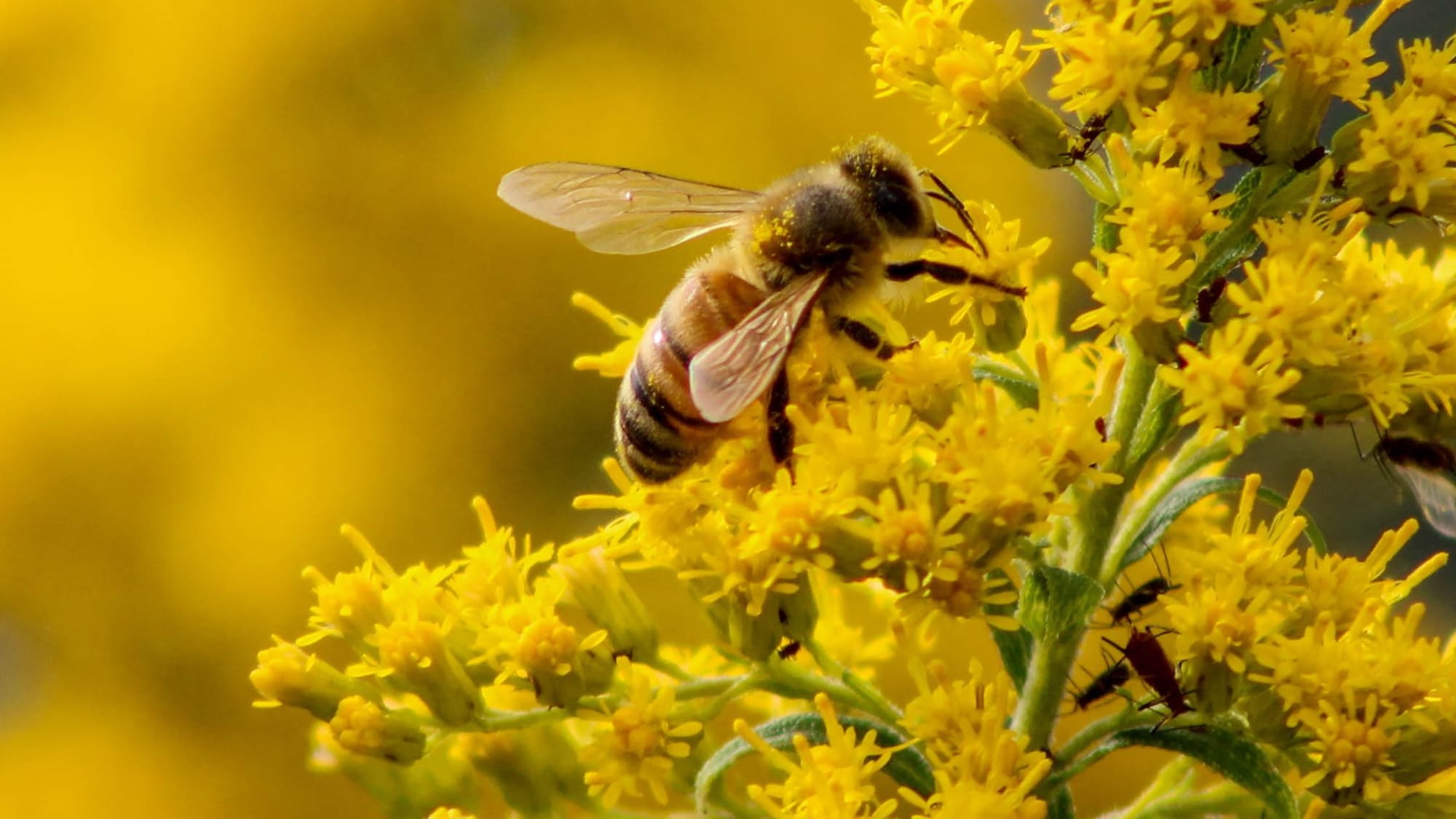 10 Wind-Pollinated Flowers With Planting Tips and Photos - Dengarden