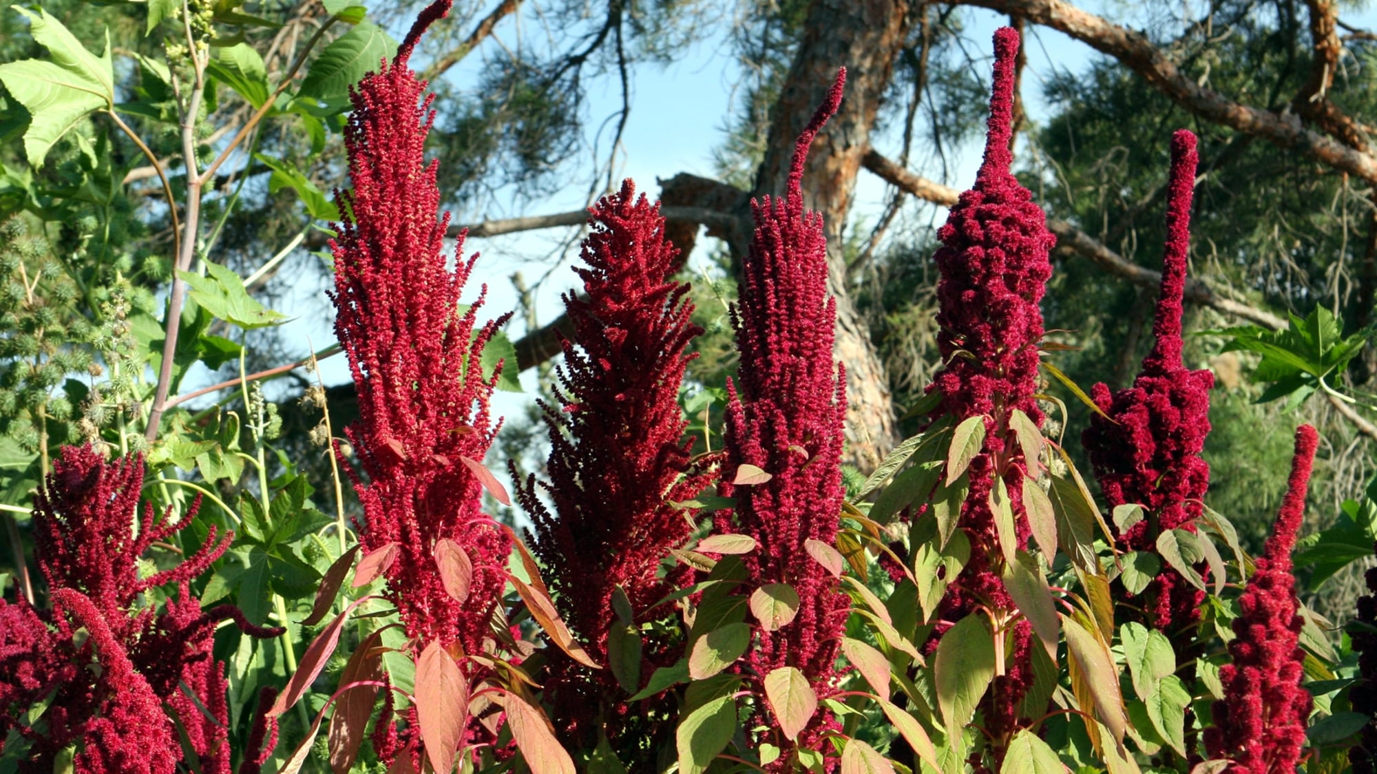 10 Wind-Pollinated Flowers With Planting Tips and Photos - Dengarden