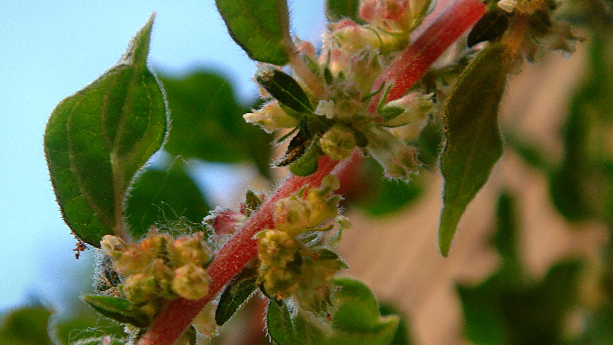 10 Wind-Pollinated Flowers With Planting Tips and Photos - Dengarden