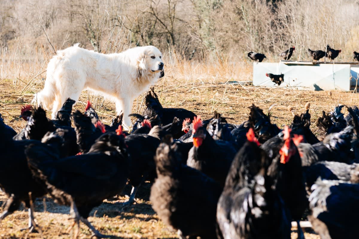 12 Easy Tricks for Keeping Predators Away From Your Garden and Flock ...