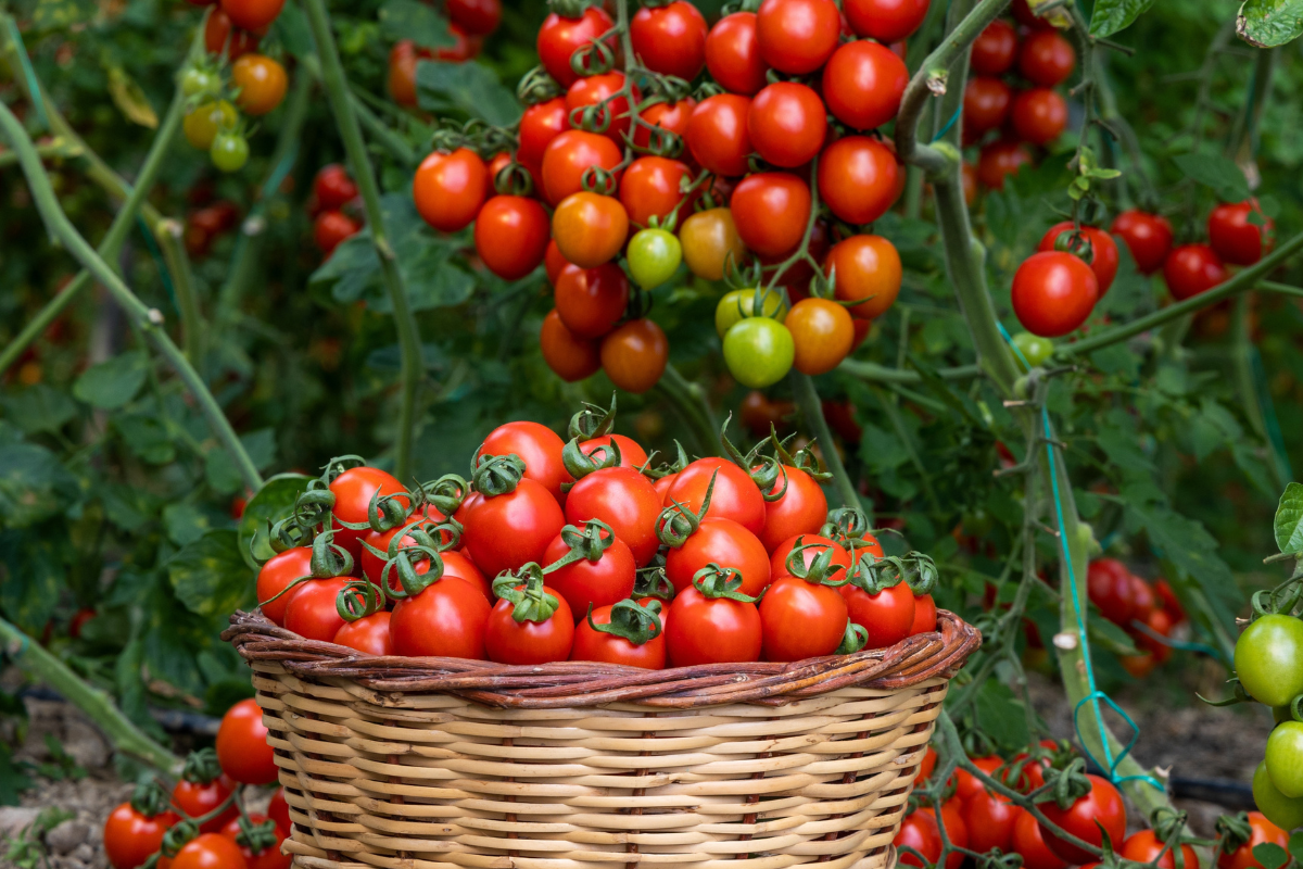 How to harvest tomato seeds - Dengarden
