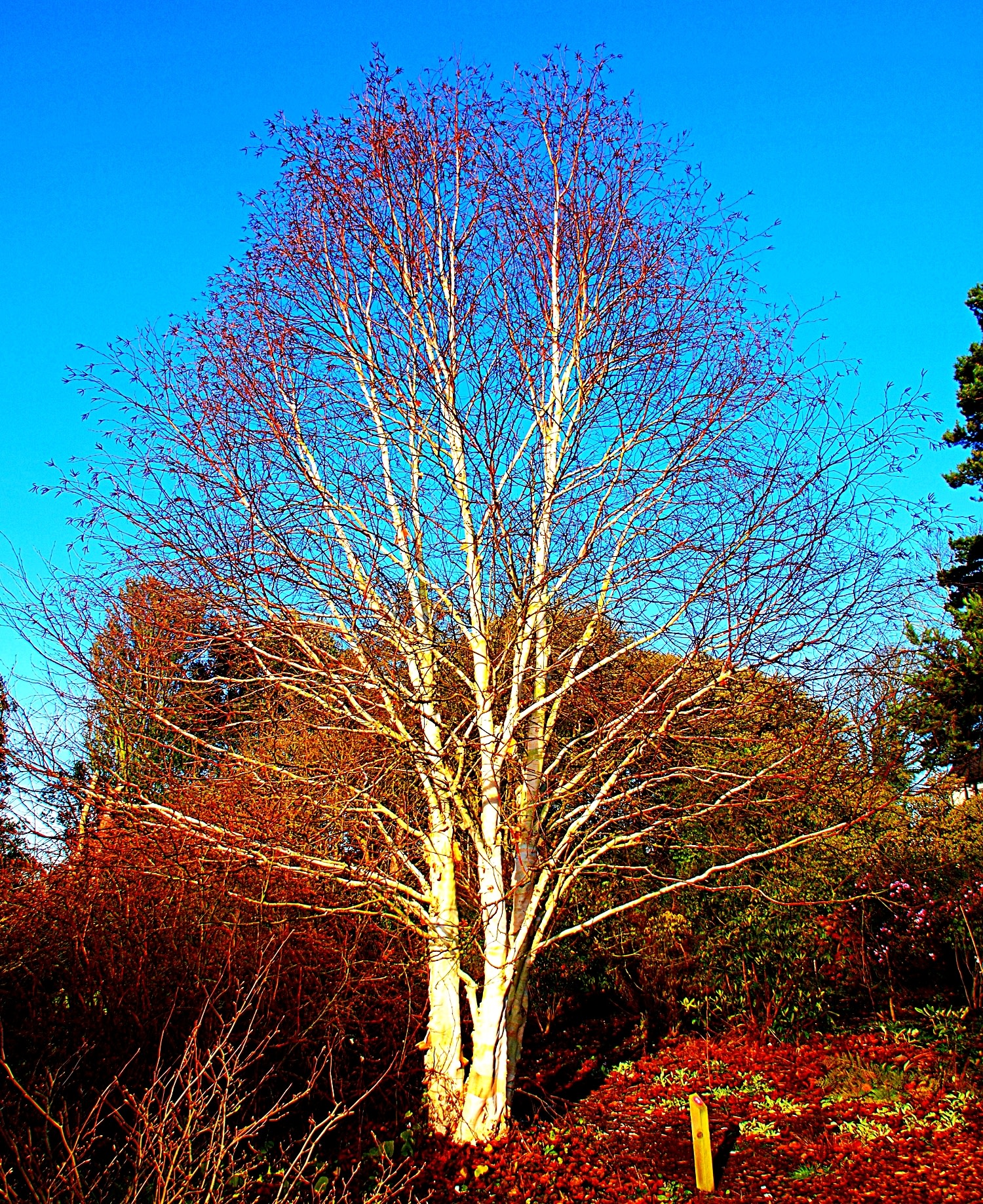Types of Trees With White Bark - Dengarden