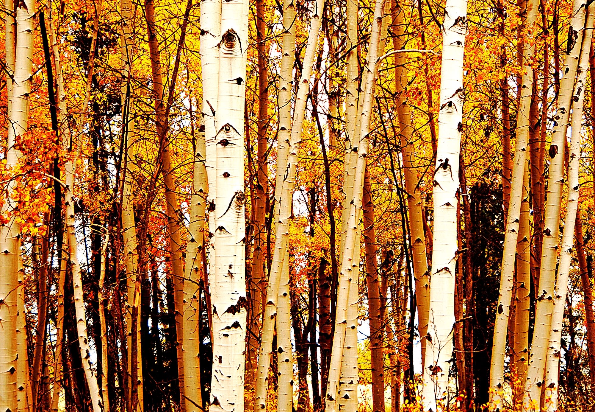 Types of Trees With White Bark - Dengarden