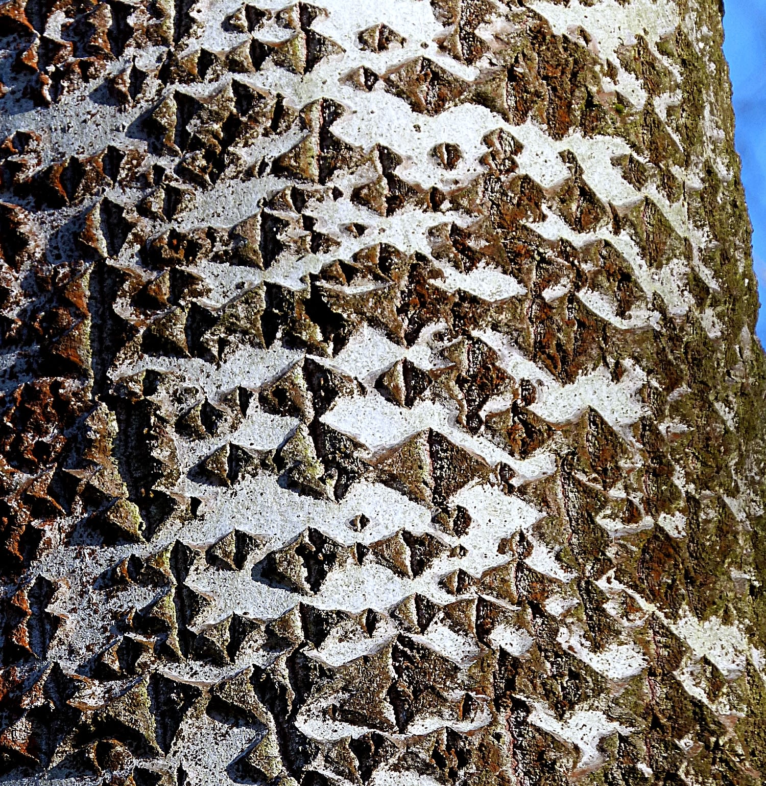 Types of Trees With White Bark - Dengarden