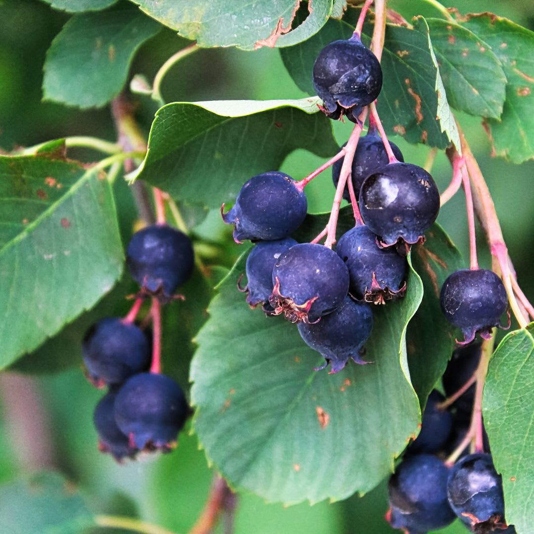 The Best Trees to Plant in Your Yard - Dengarden