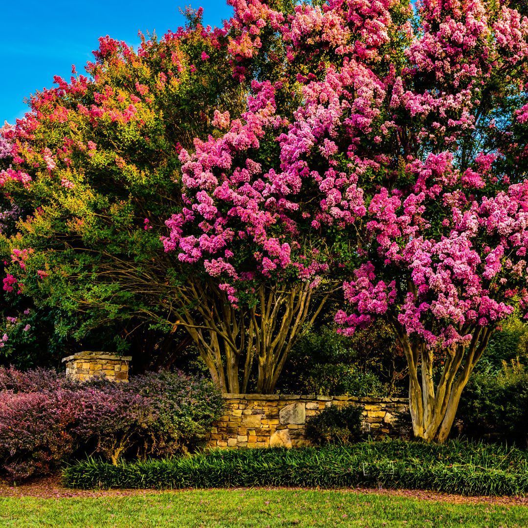 The Best Trees to Plant in Your Yard - Dengarden