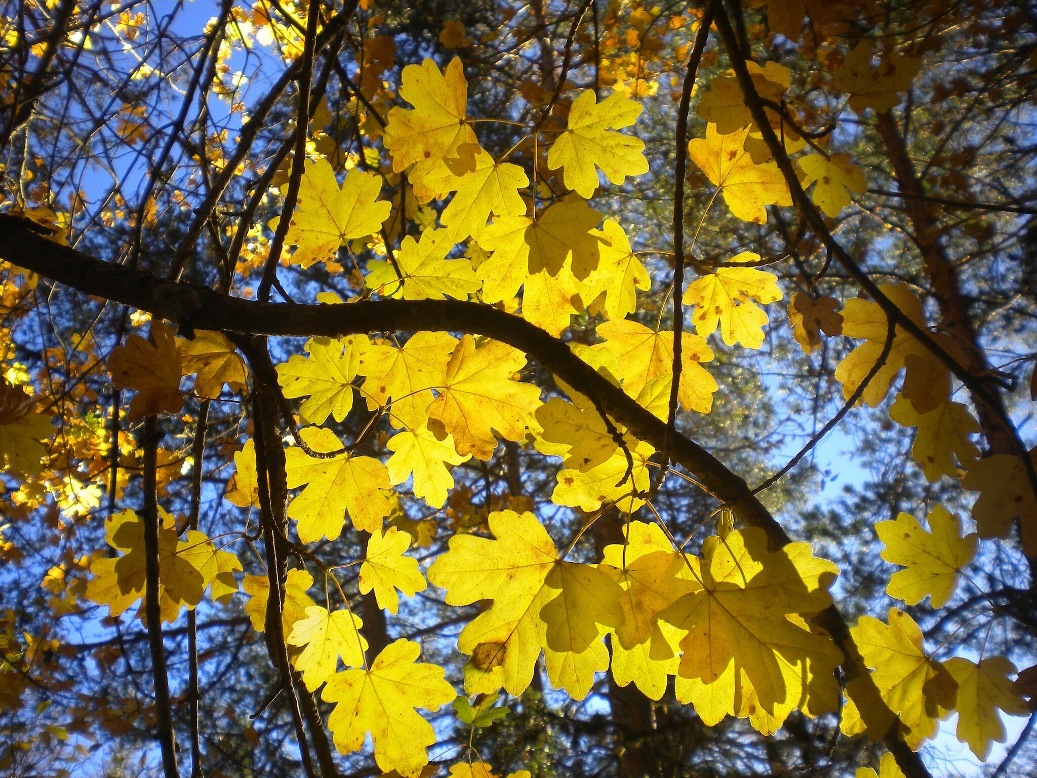 The Best Trees to Plant in Your Yard - Dengarden