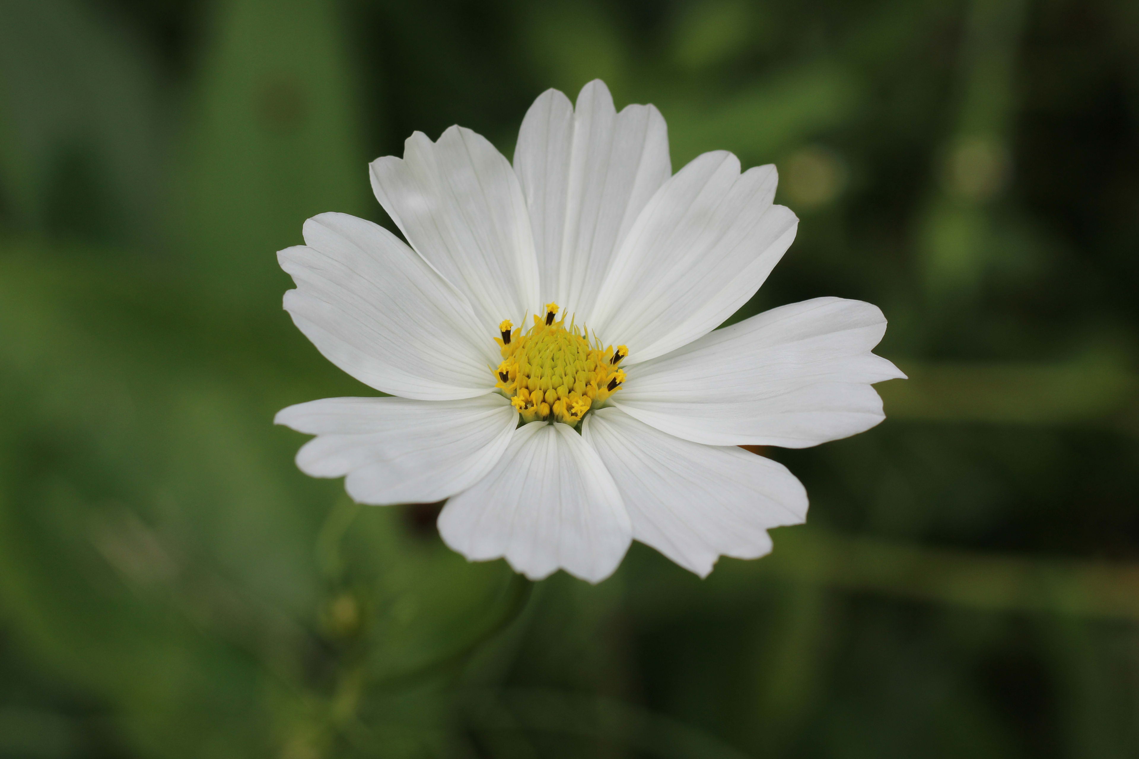 35 Types of White Flowers (With Names and Pictures) - Dengarden