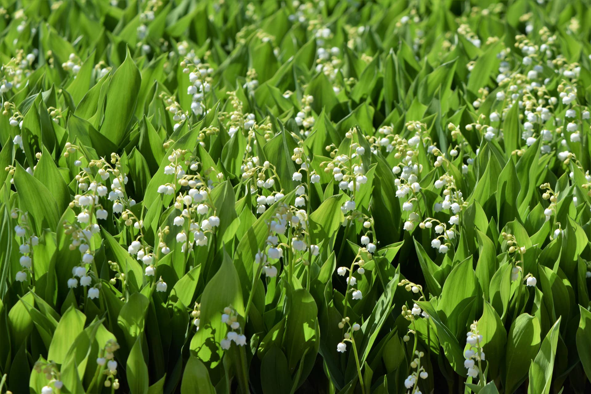 Types of White Flowers With Names and Pictures - Dengarden