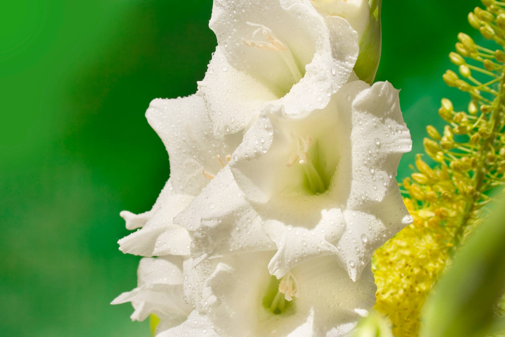 Types of White Flowers With Names and Pictures - Dengarden