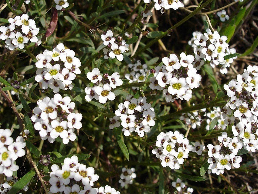 Small Flowers With Names