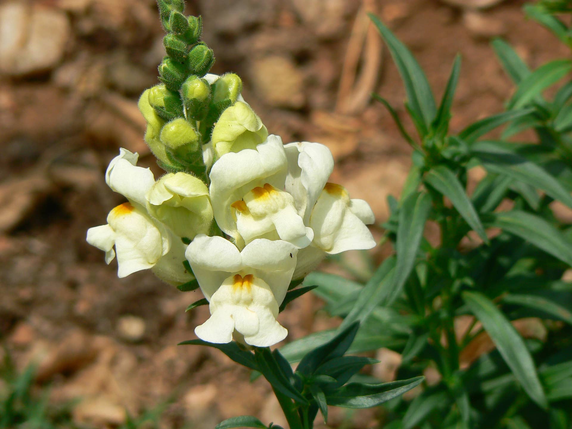 Types of White Flowers With Names and Pictures - Dengarden