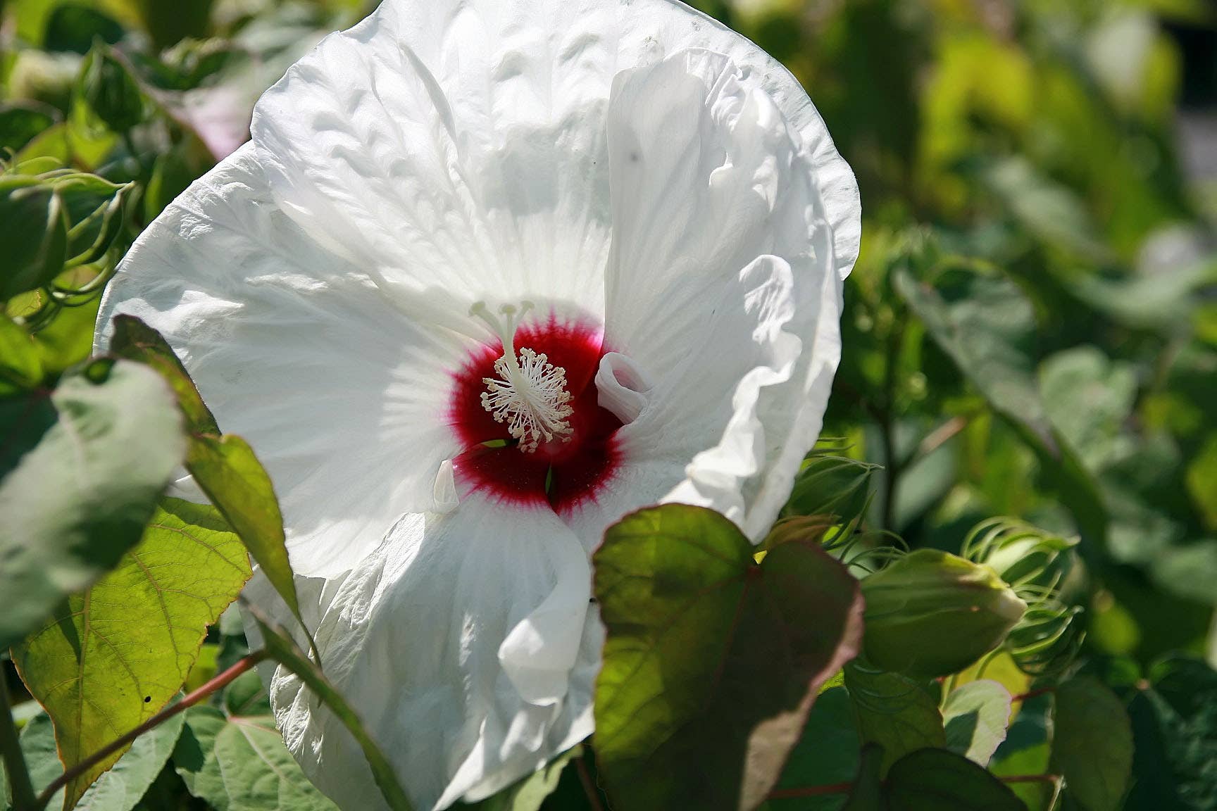 Types Of White Flowers Names Stock 2 15 Popular White Wedding Flowers