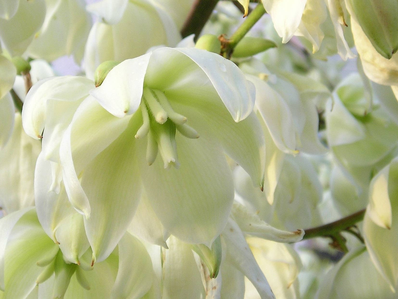 Types of White Flowers With Names and Pictures - Dengarden