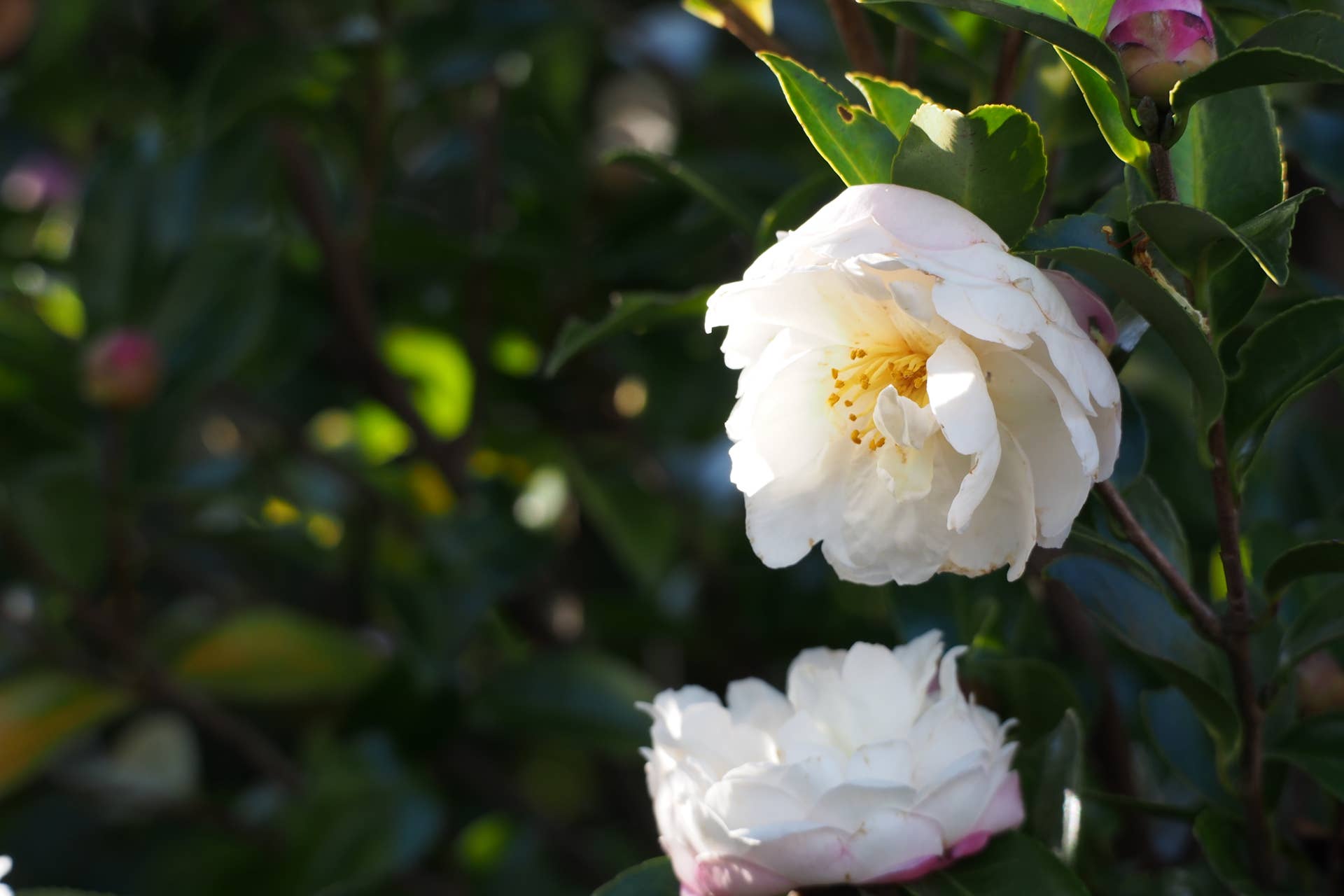 Types of White Flowers With Names and Pictures - Dengarden