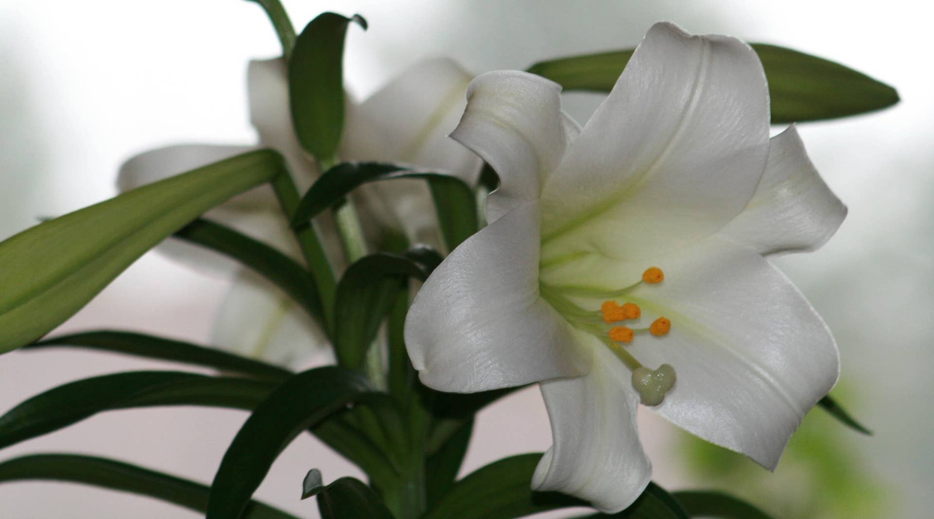 Types of White Flowers With Names and Pictures - Dengarden