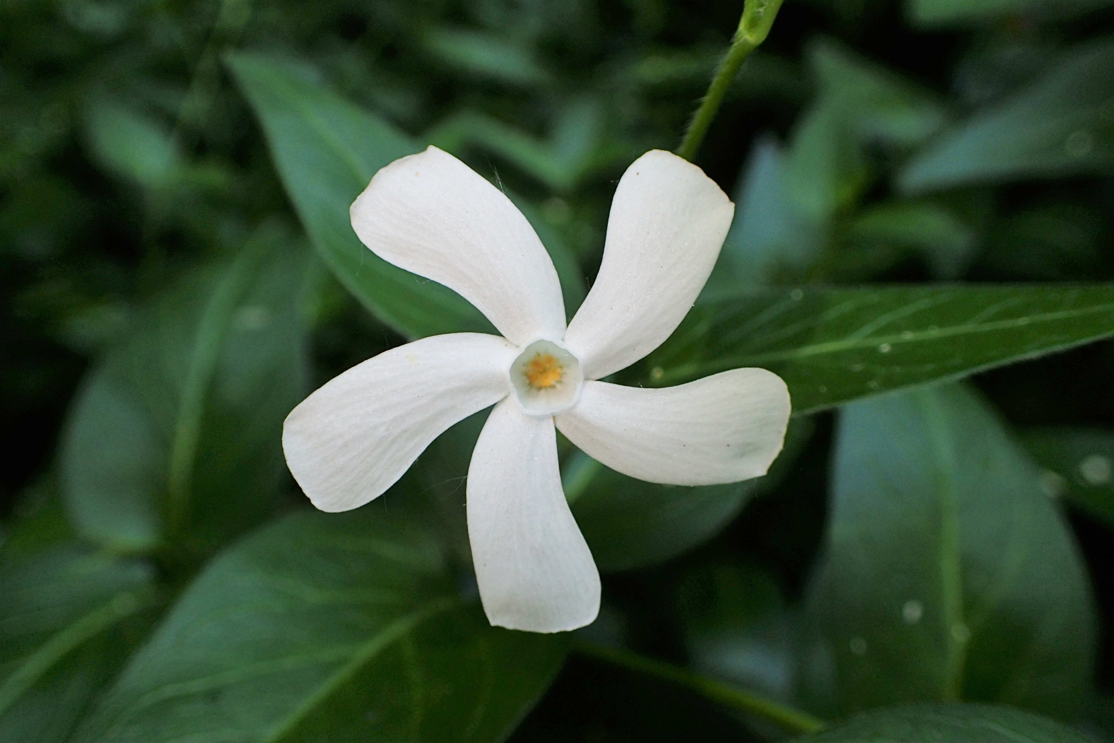 Popular Names Of White Flowers Barleria Obtusa White Bushviolet
