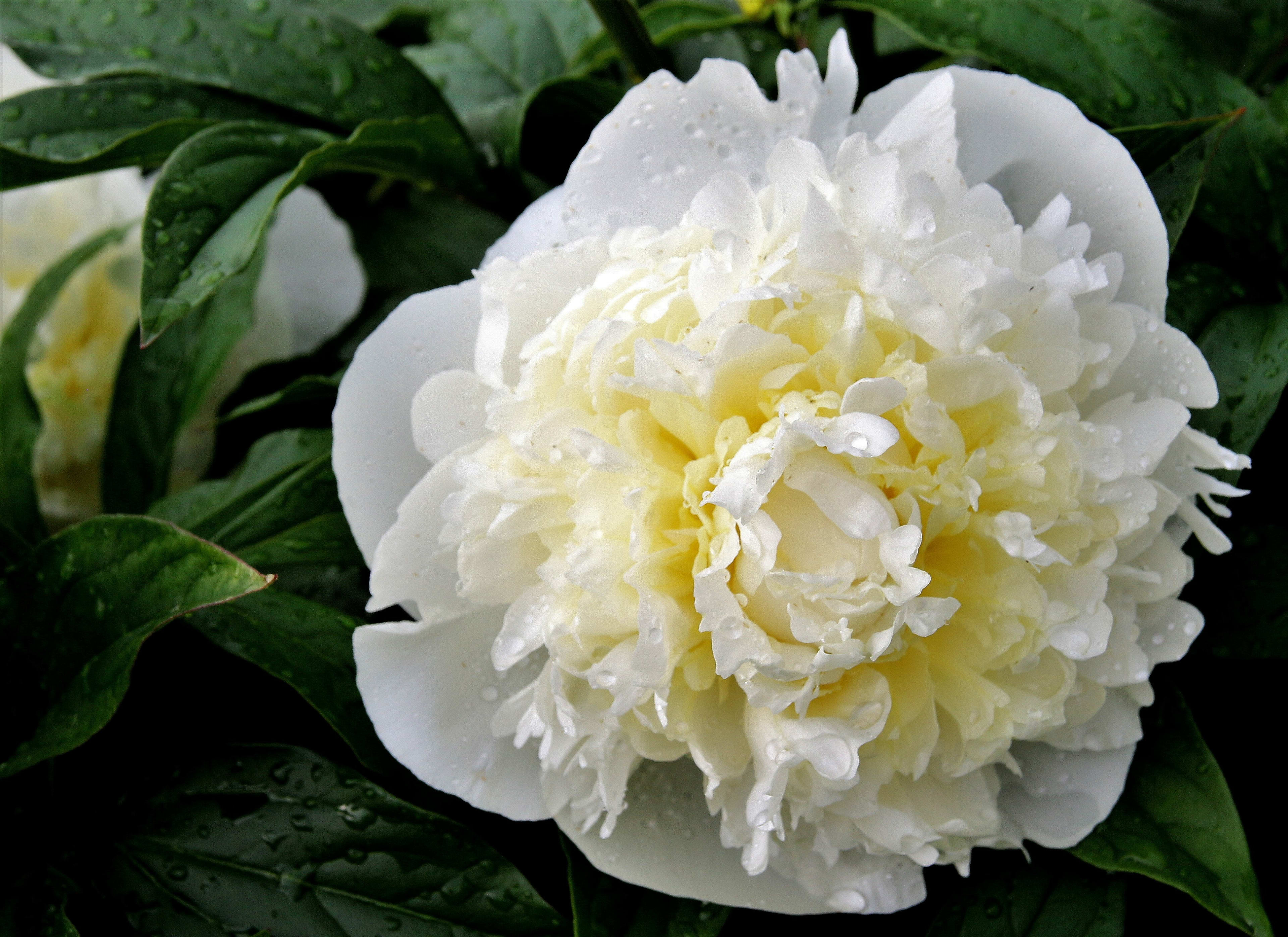 Types Of White Flowers Names