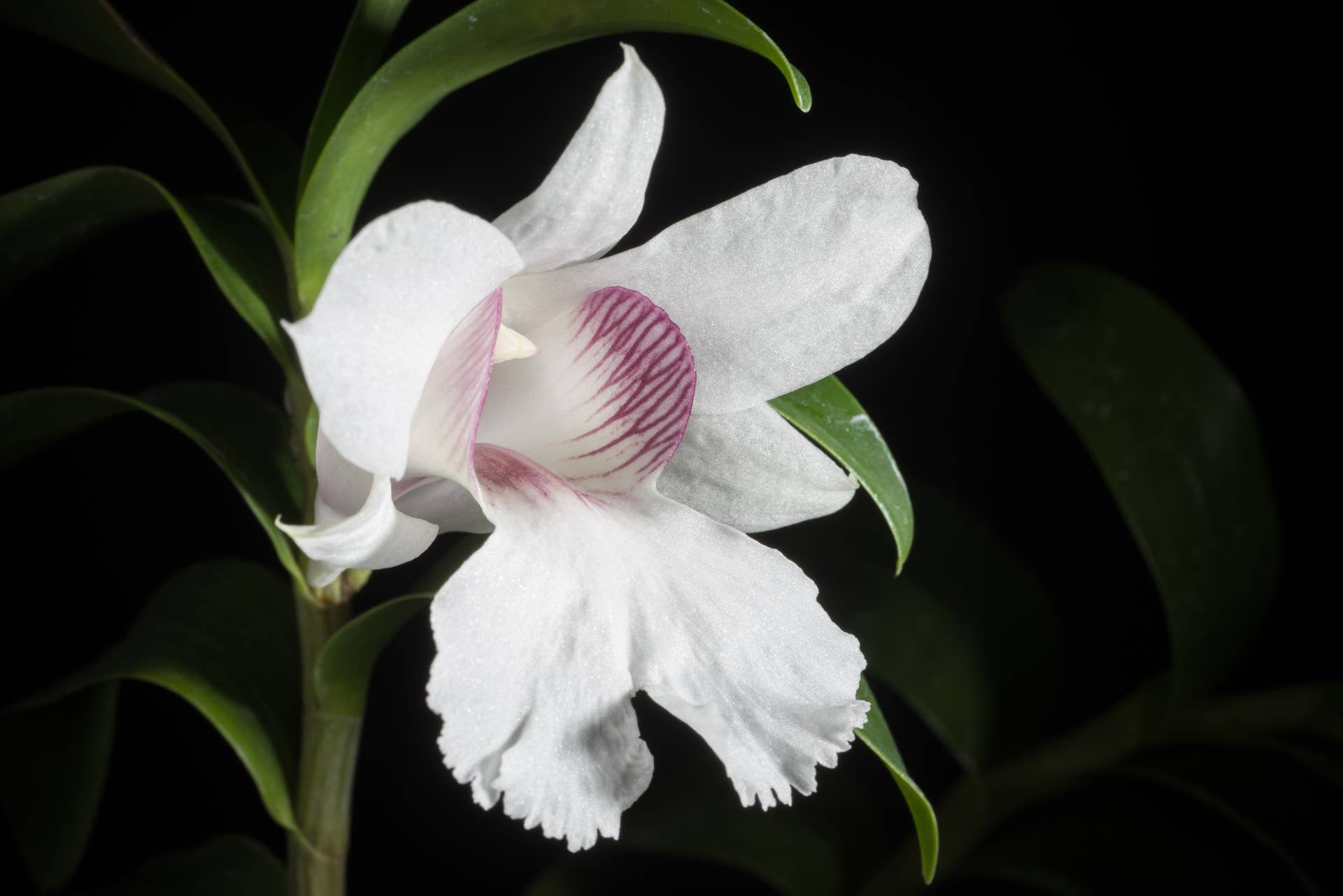 Types of White Flowers With Names and Pictures - Dengarden