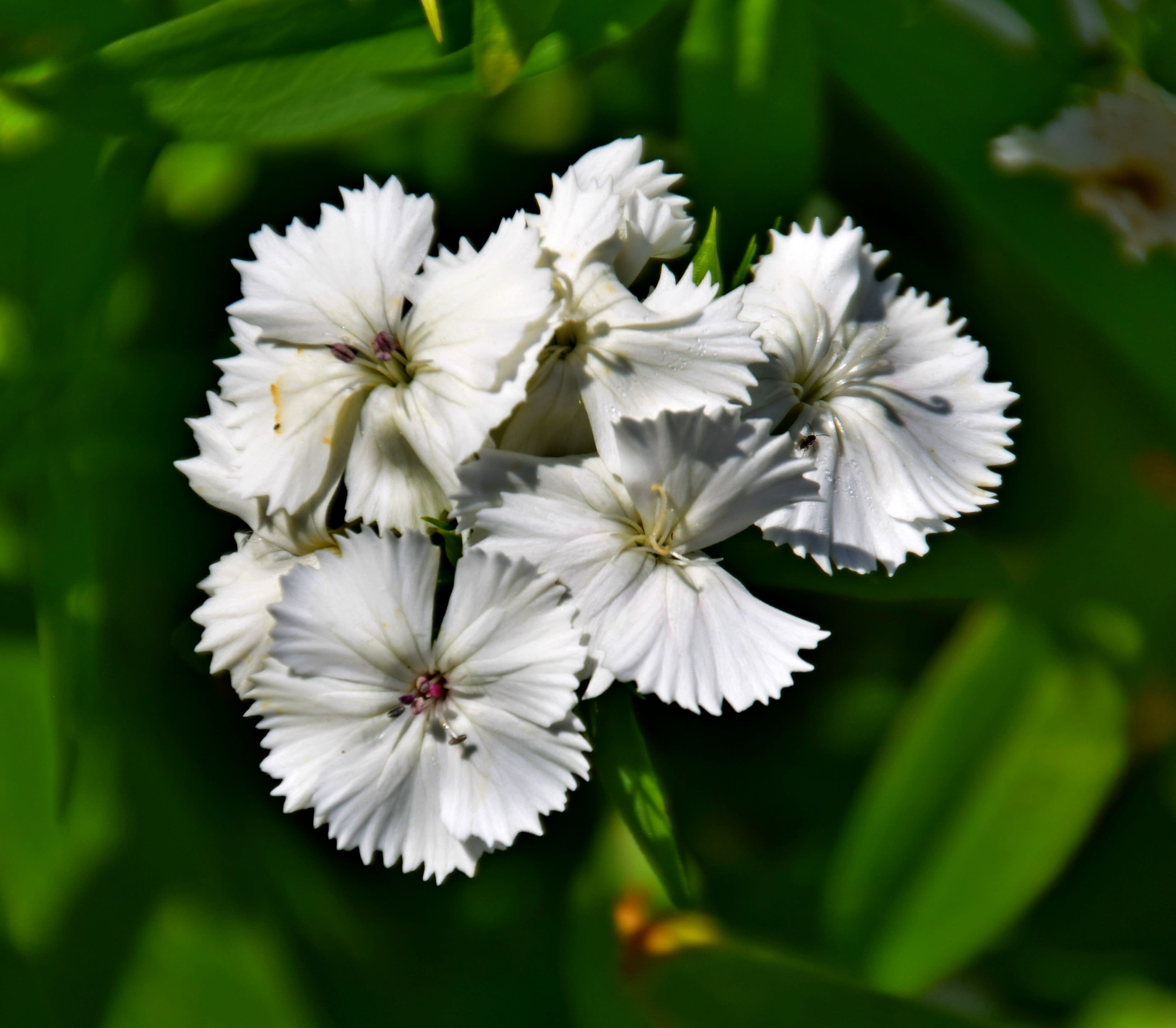 Types Of White Flowers With Names This Is How To Have Geraniums Full