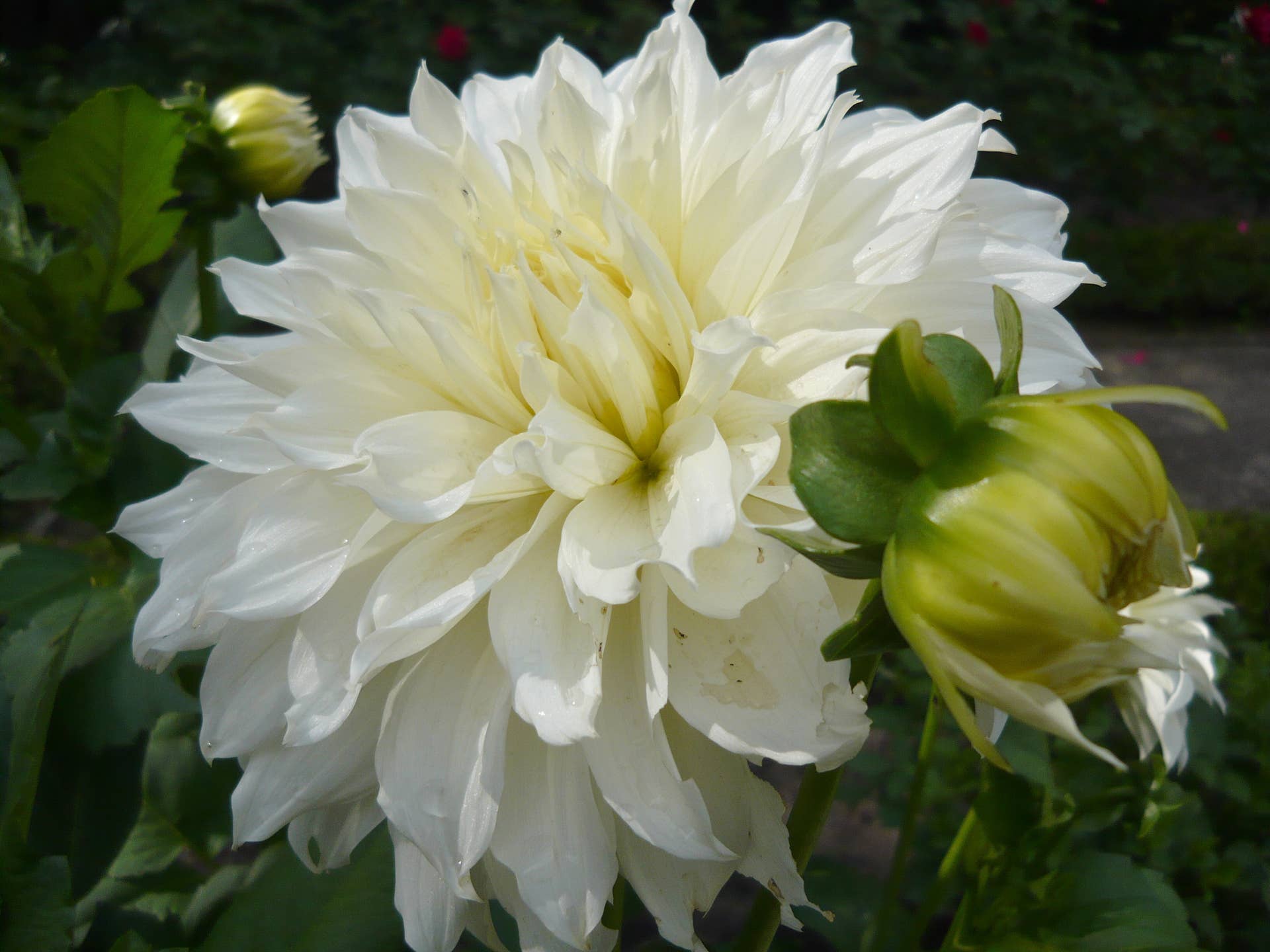 Types of White Flowers With Names and Pictures - Dengarden